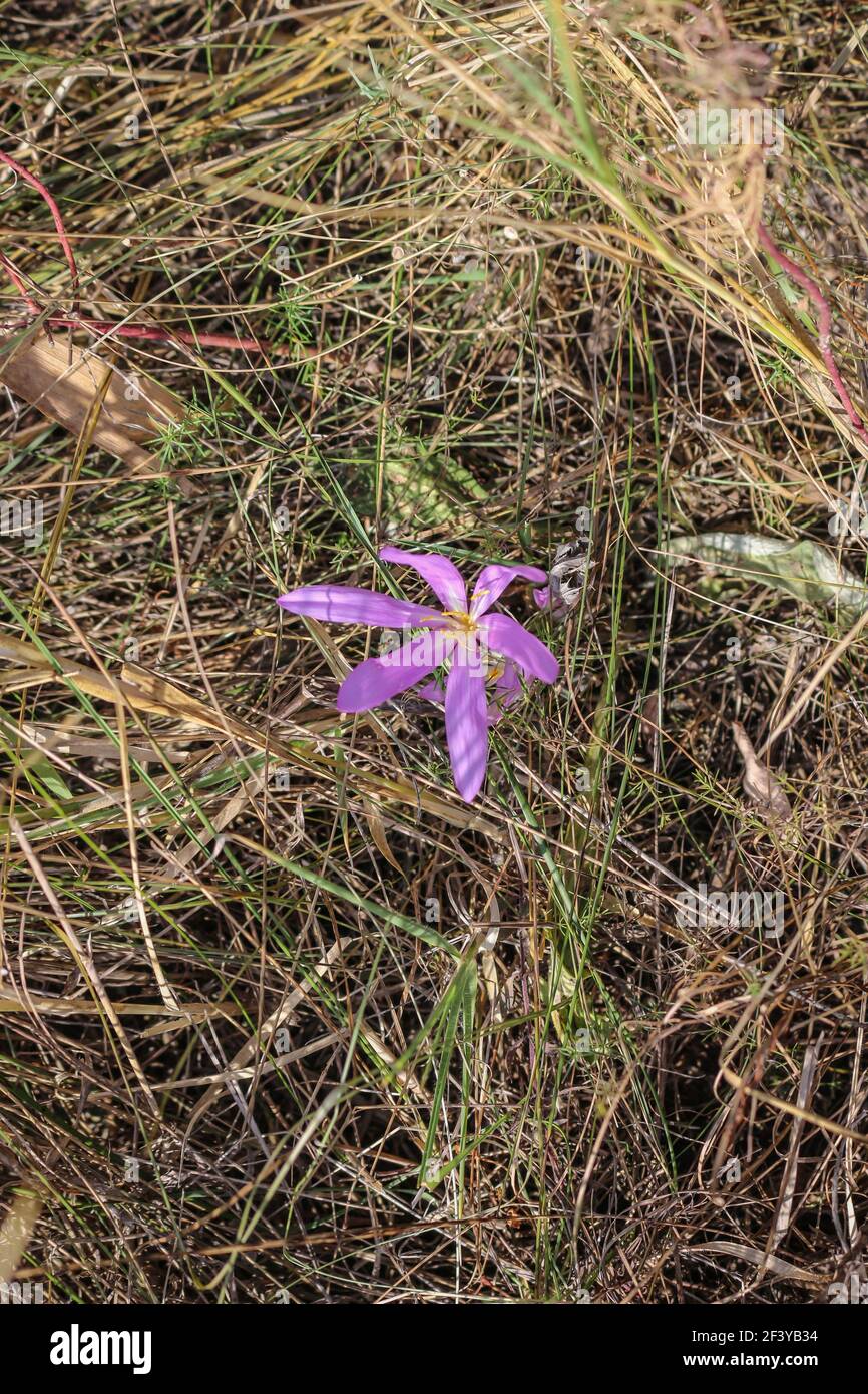 Pale pink flowers of sand saffron (latin name Colchicum arenarium) in ...
