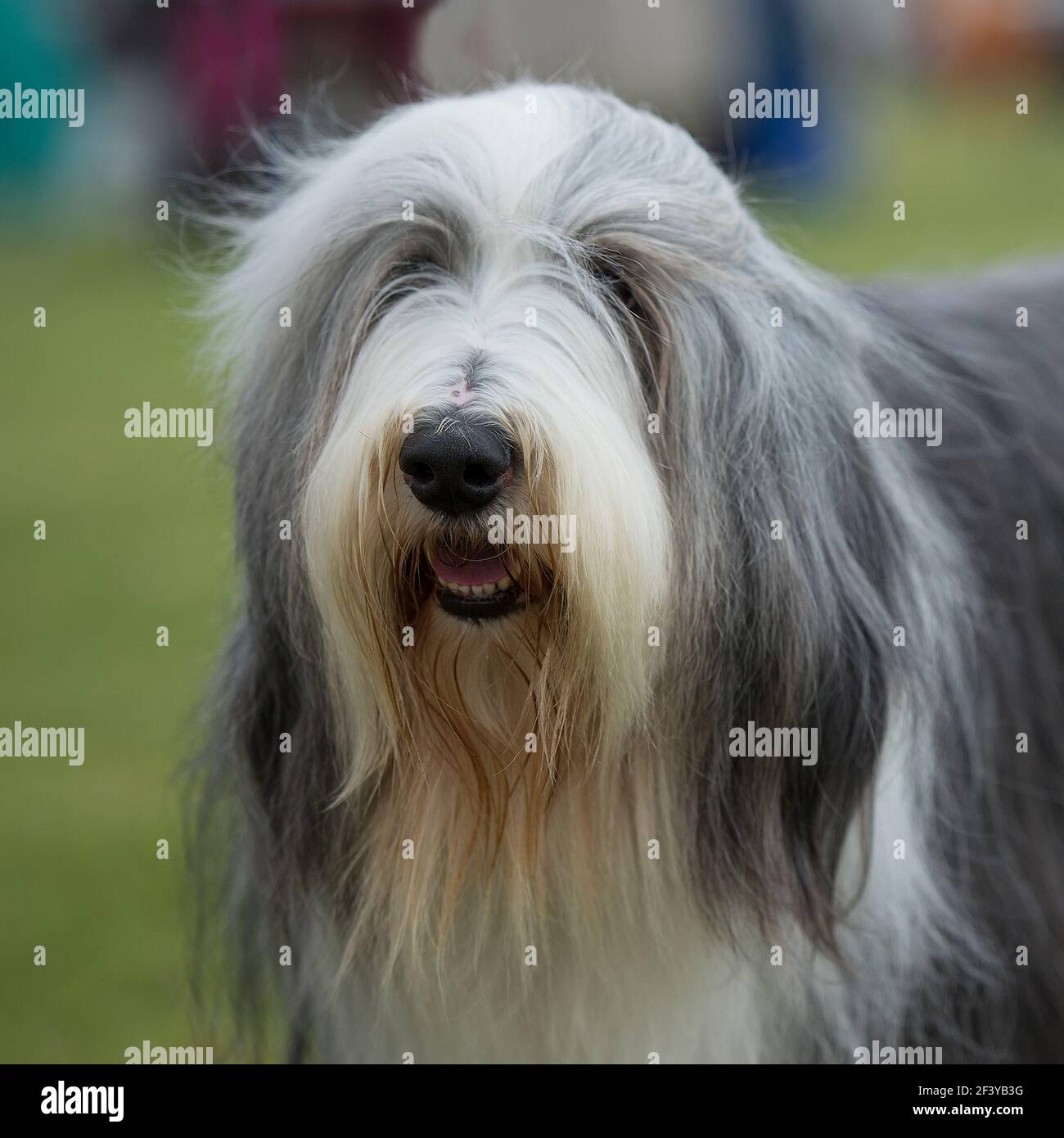 bearded collie dog Stock Photo - Alamy