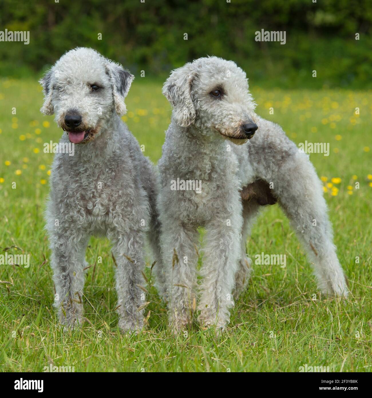 two bedlington terrier Dogs Stock Photo - Alamy