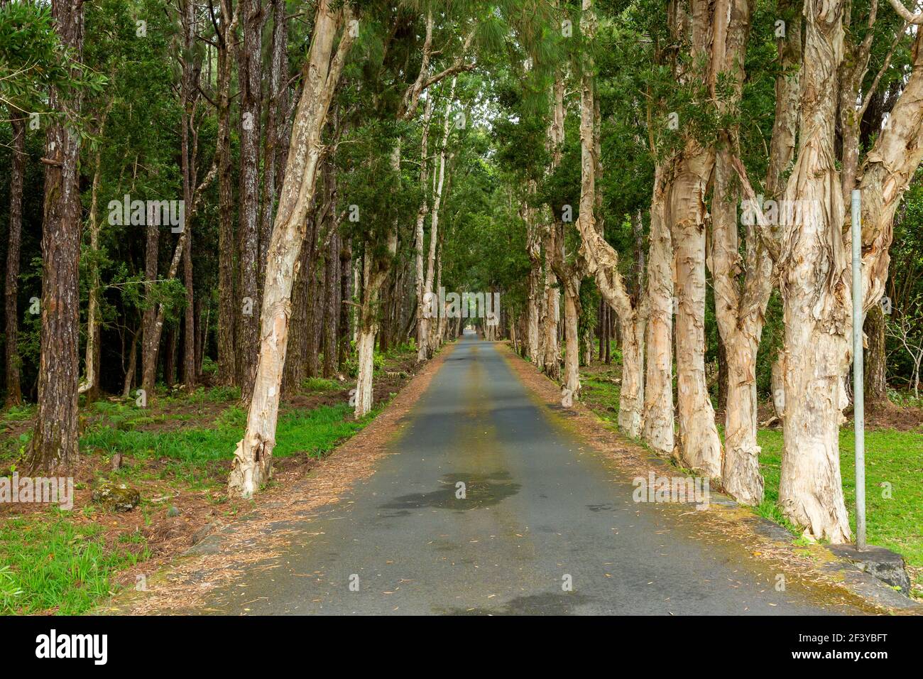 path leading to Sir Alexandra falls view point, Mauritius Africa Stock ...