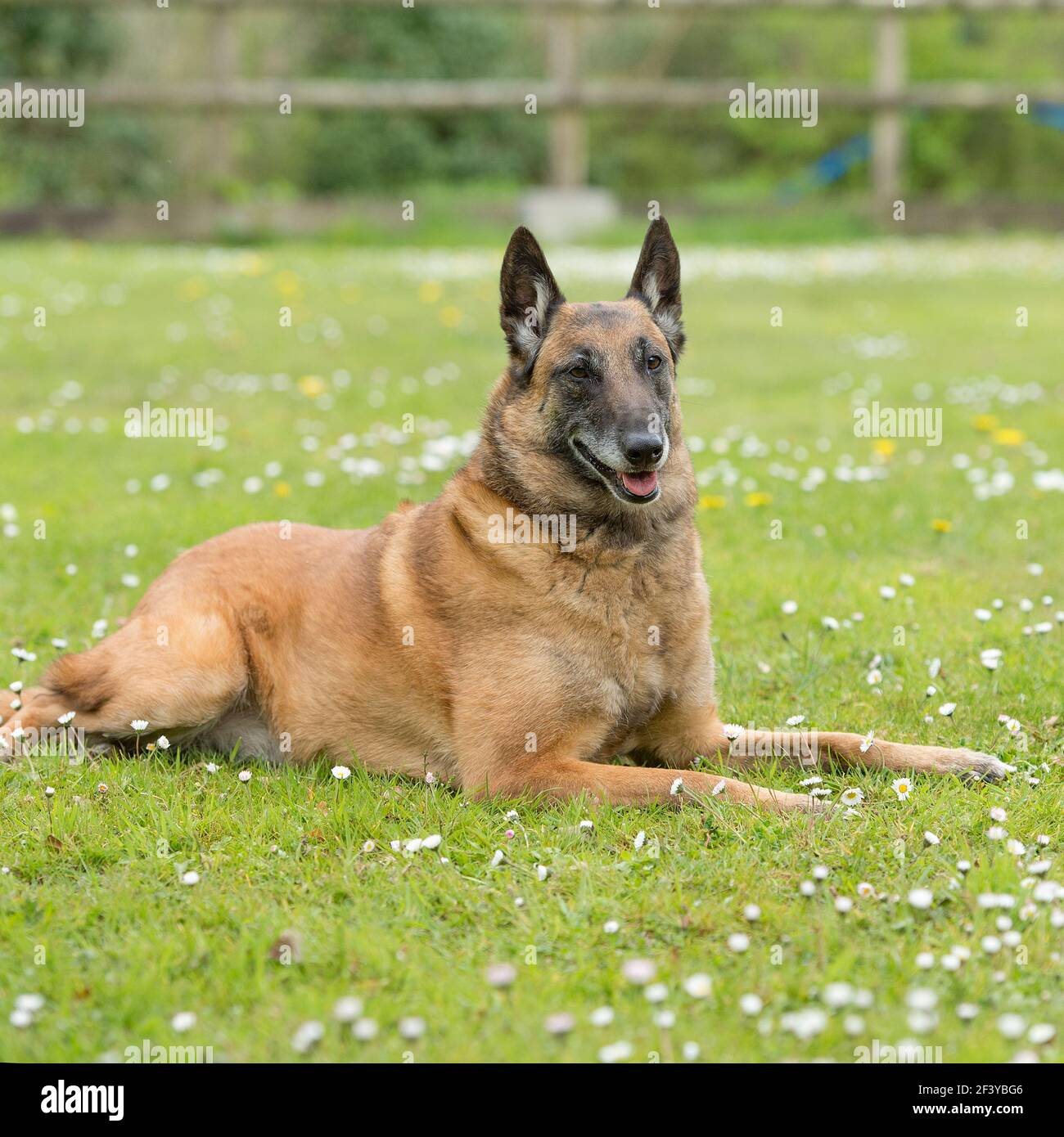 Belgian shepherd dog Stock Photo - Alamy