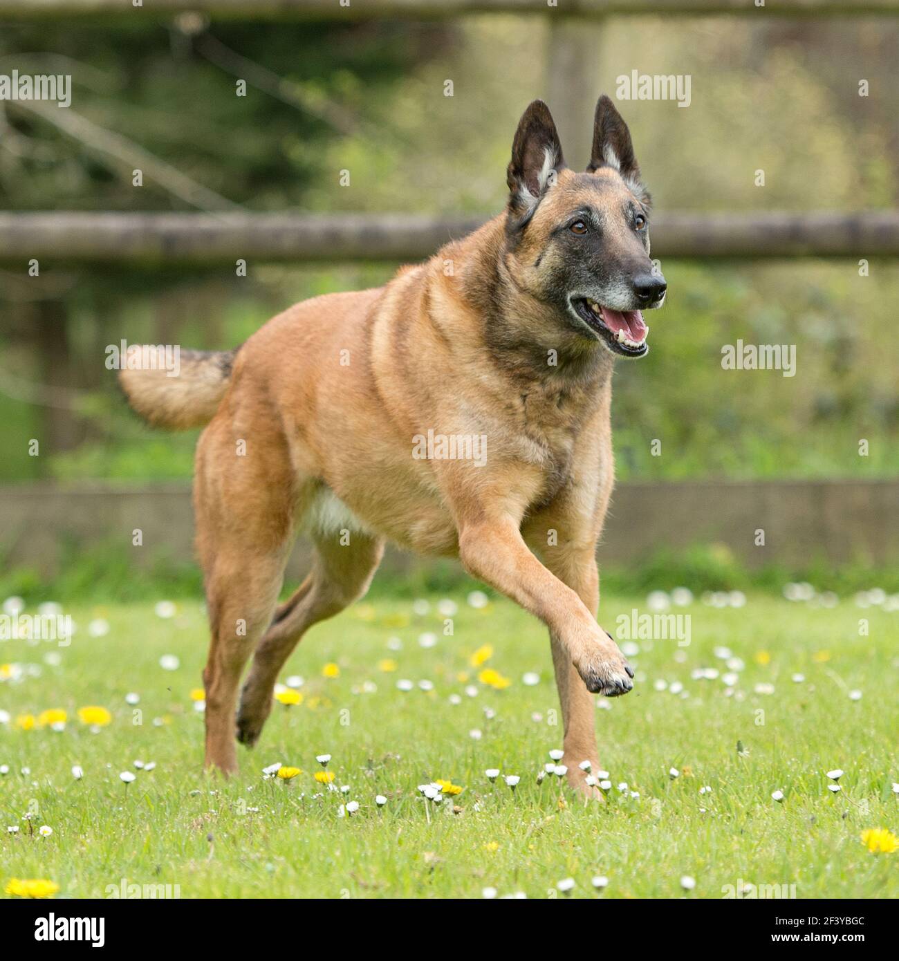 Belgian shepherd dog Stock Photo - Alamy