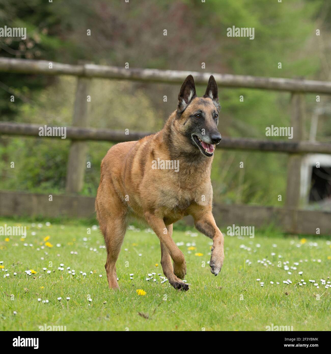 Belgian shepherd dog Stock Photo - Alamy