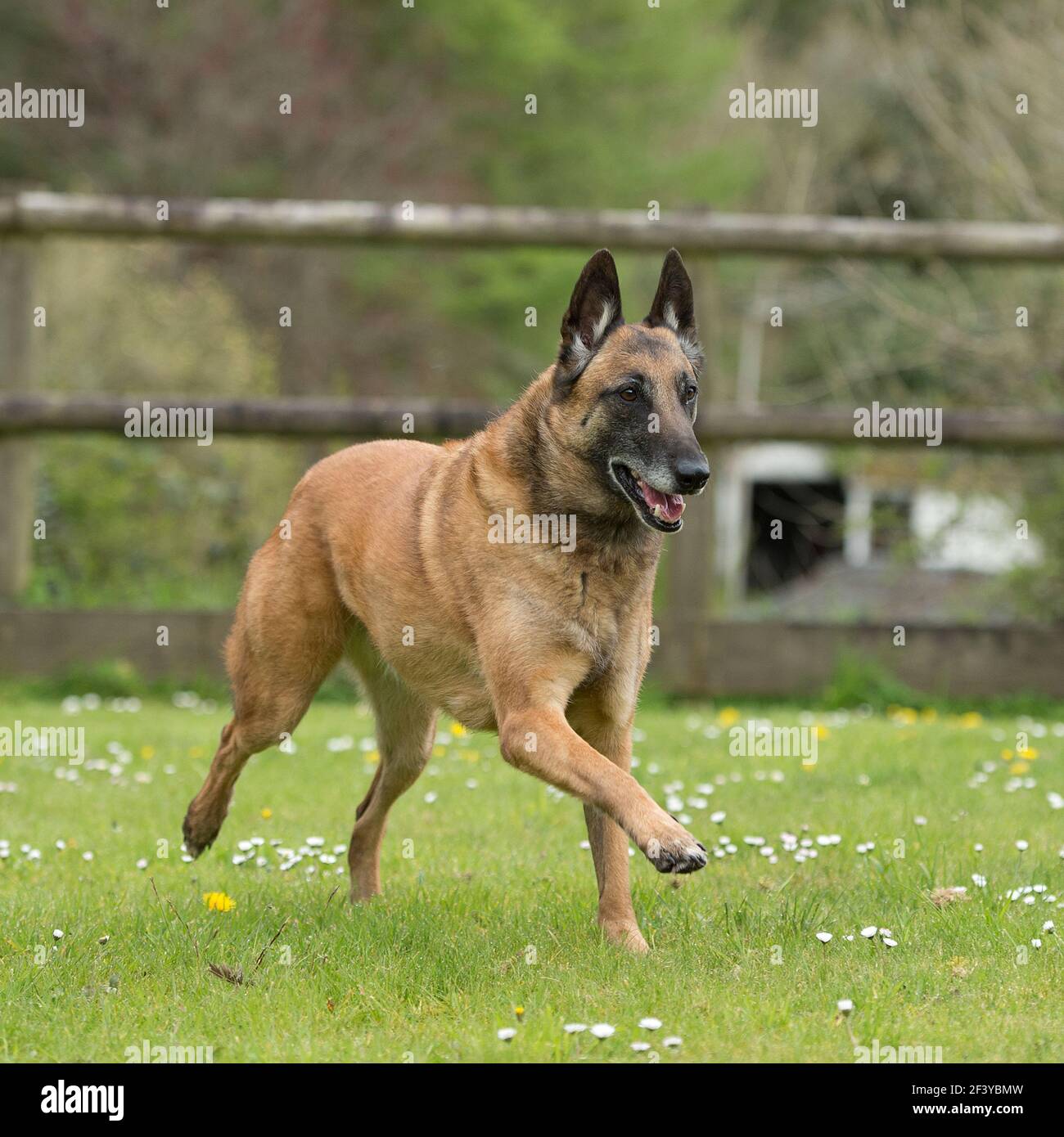Belgian shepherd dog Stock Photo - Alamy