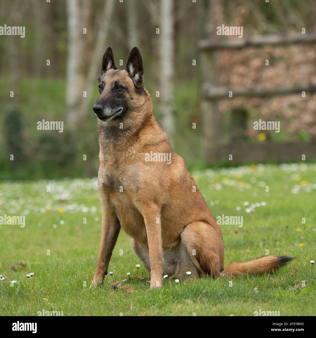 Belgian shepherd dog Stock Photo - Alamy