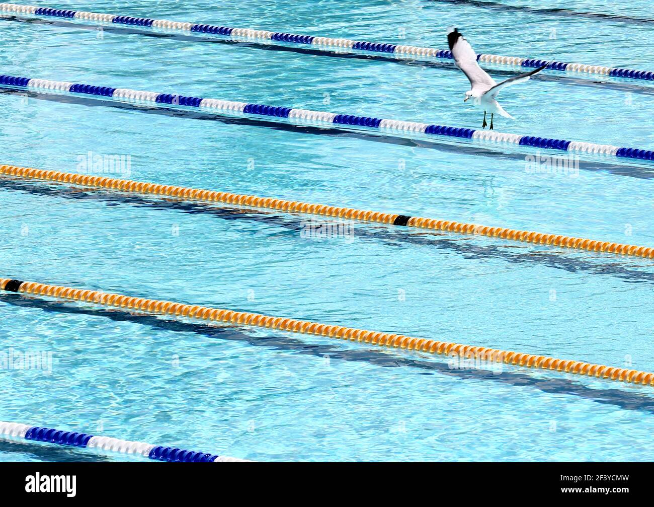 Swimmer in the outdoor pool Tinnerbäcksbadet, Tinnis, in central ...