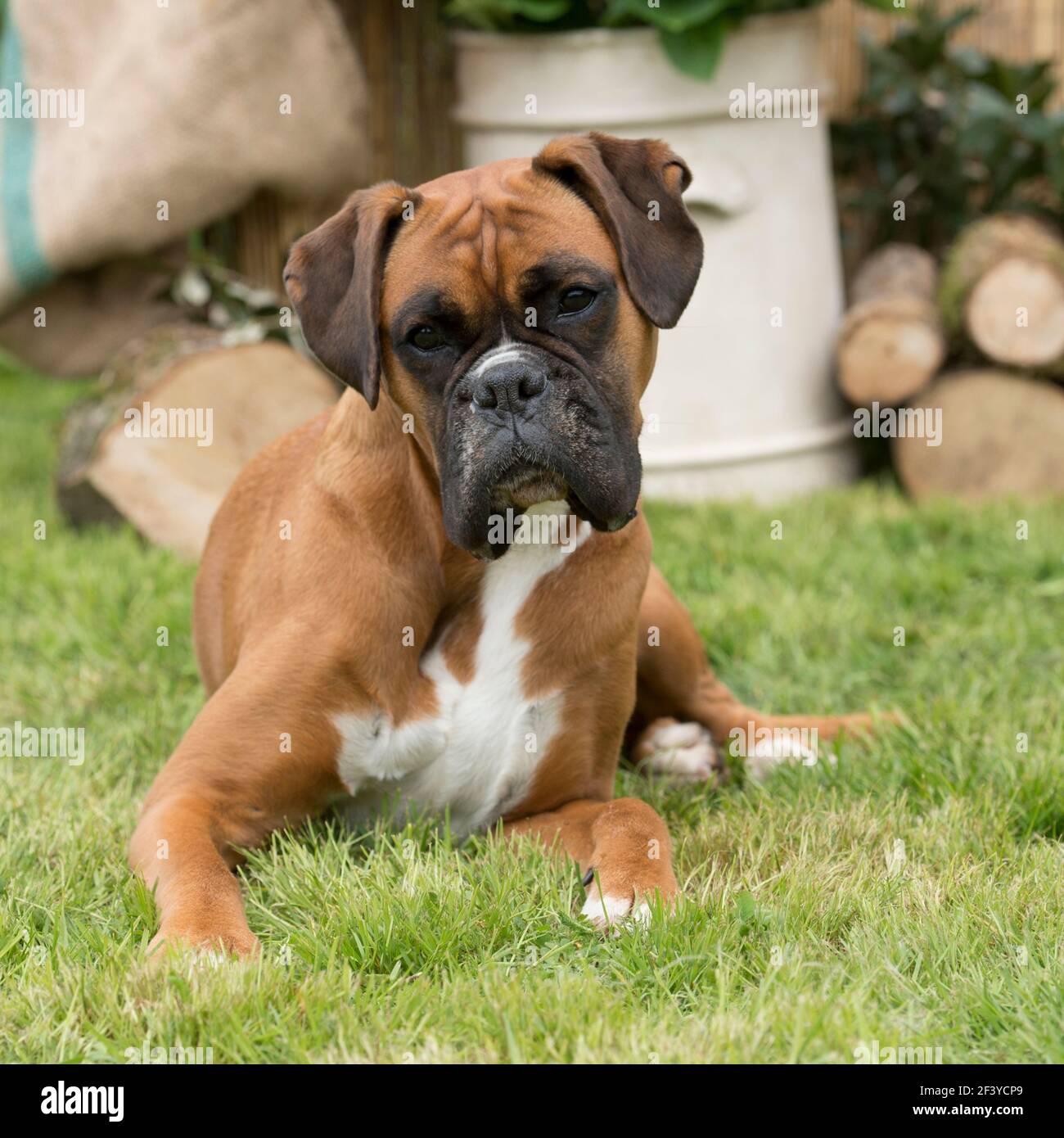 Boxer looking down hi-res stock photography and images - Alamy