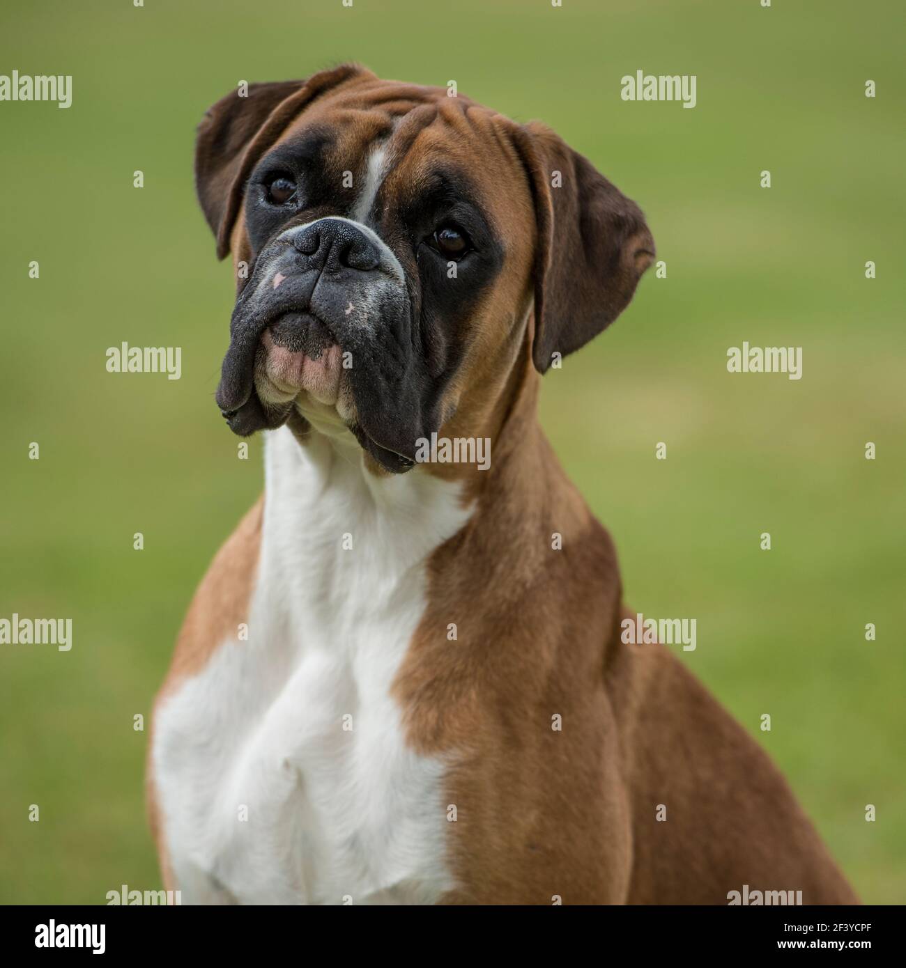 Boxer Profile High Resolution Stock Photography and Images - Alamy