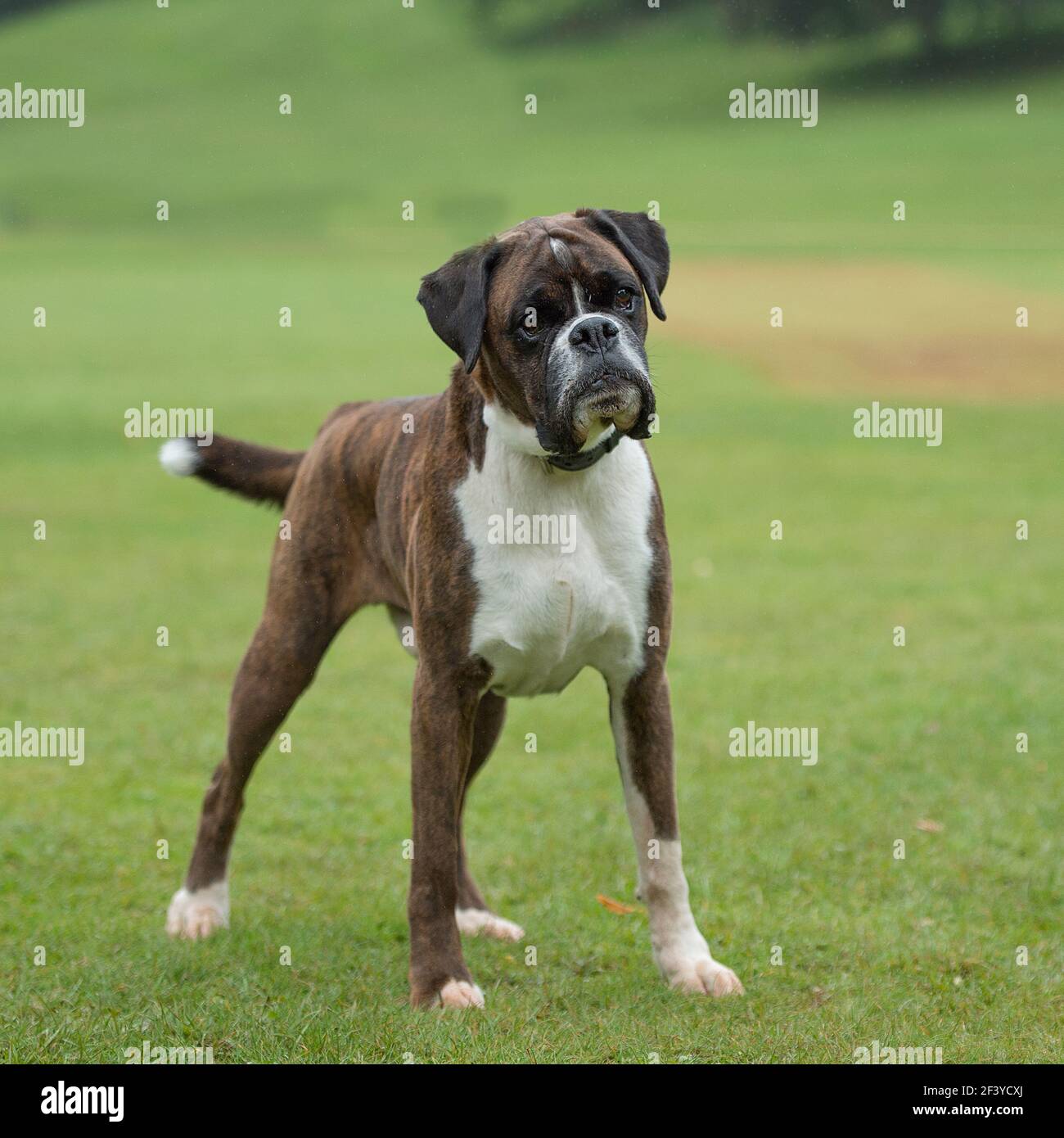 Boxer dog standing hi-res stock photography and images - Alamy