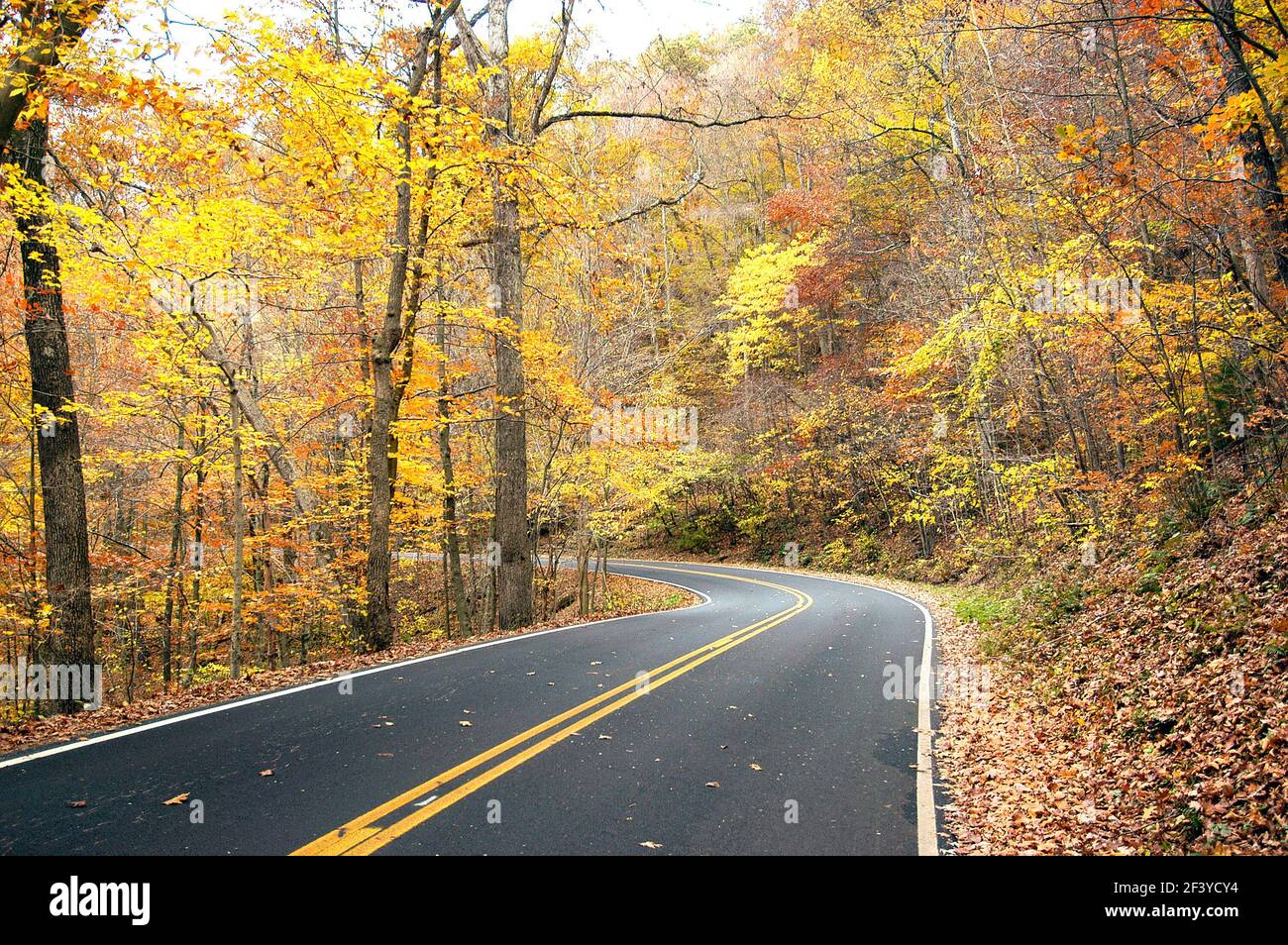 Yellow mohican hi-res stock photography and images - Alamy