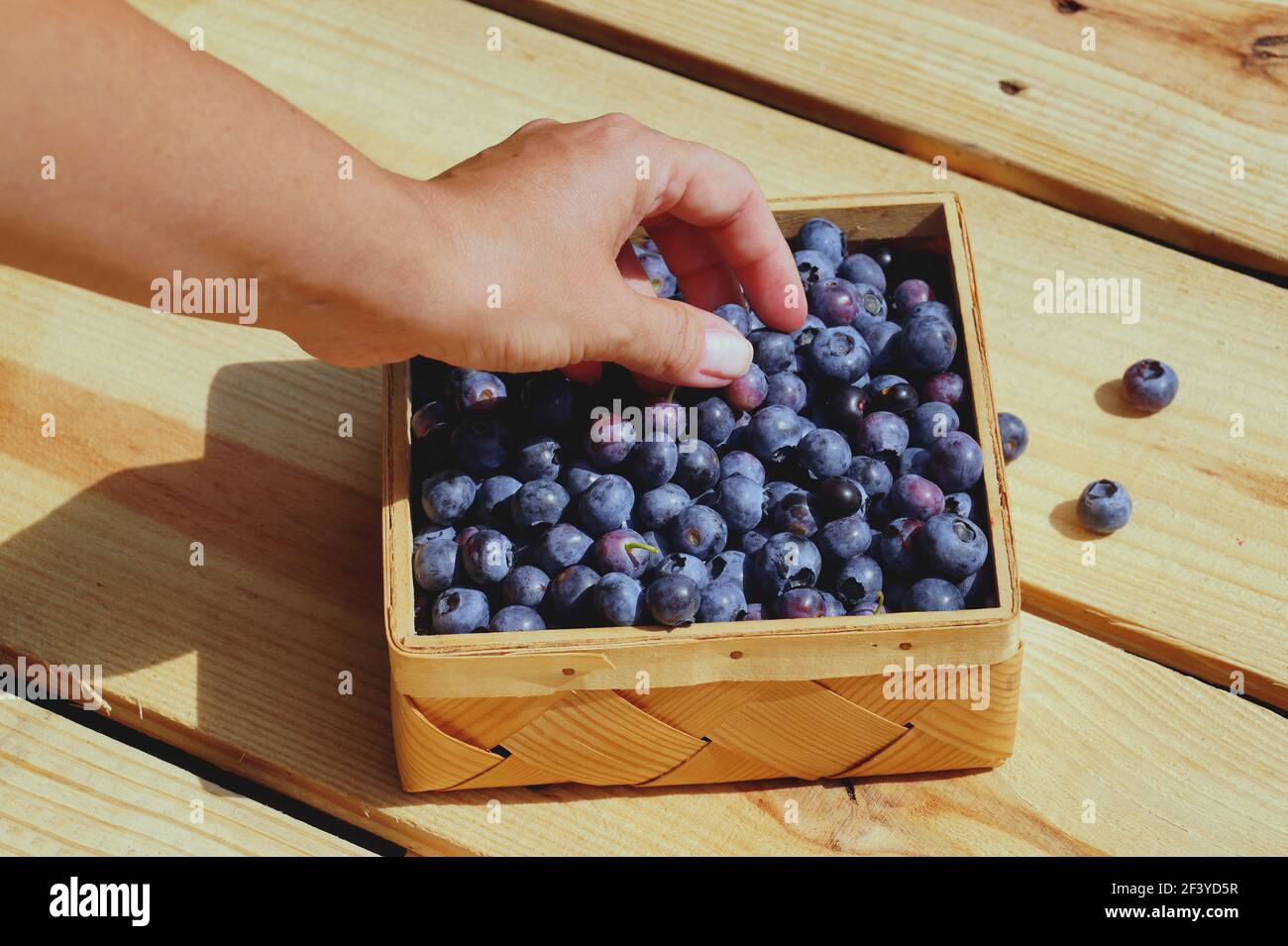 Blueberry bush container hi-res stock photography and images - Alamy