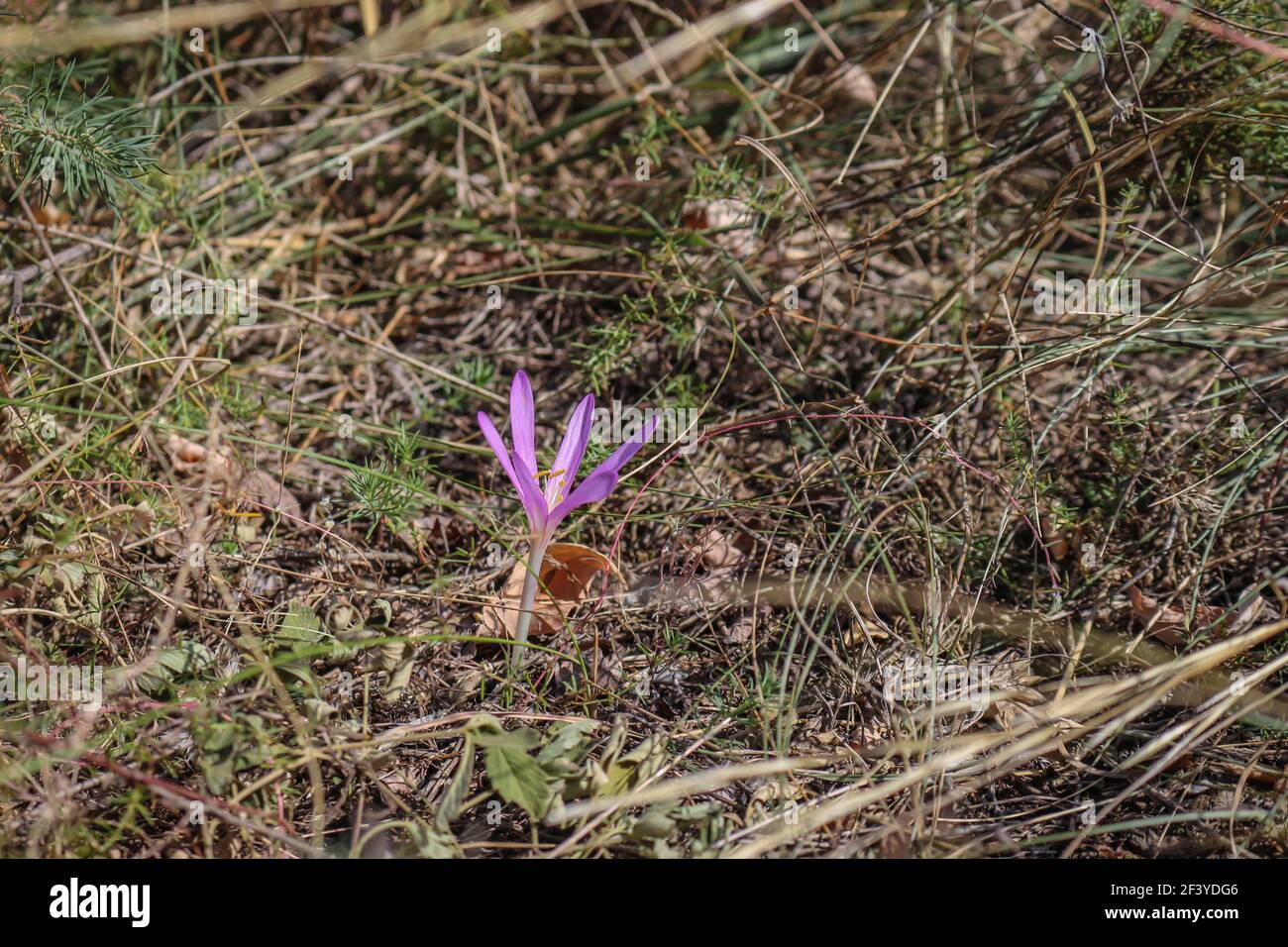 Pale pink flowers of sand saffron (latin name Colchicum arenarium) in ...
