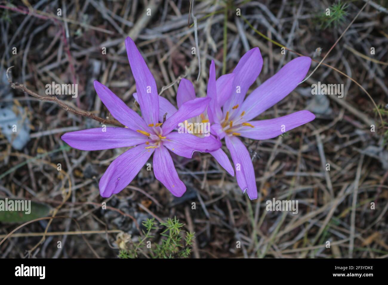 Pale pink flowers of sand saffron (latin name Colchicum arenarium) in ...