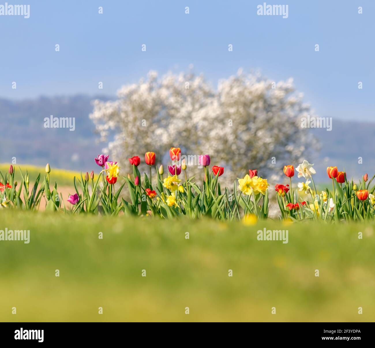 Red yellow white flowering plants hi-res stock photography and images ...