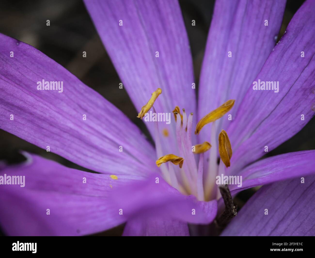 Pale pink flowers of sand saffron (latin name Colchicum arenarium) in ...