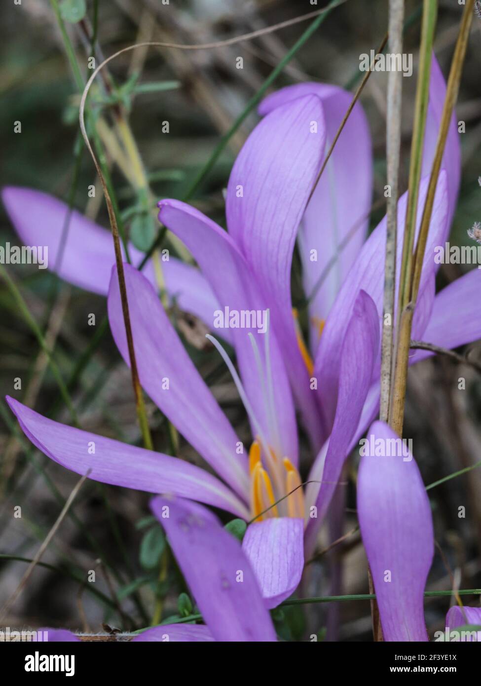 Pale pink flowers of sand saffron (latin name Colchicum arenarium) in ...