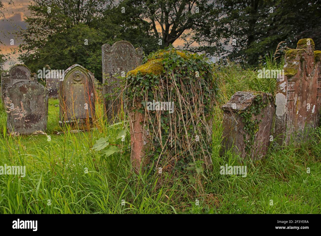 Old gravestones overgrown plants hi-res stock photography and images ...
