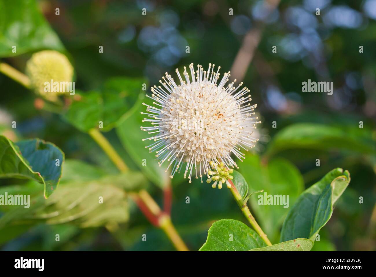 Cephalanthus Occidentalis High Resolution Stock Photography and Images ...