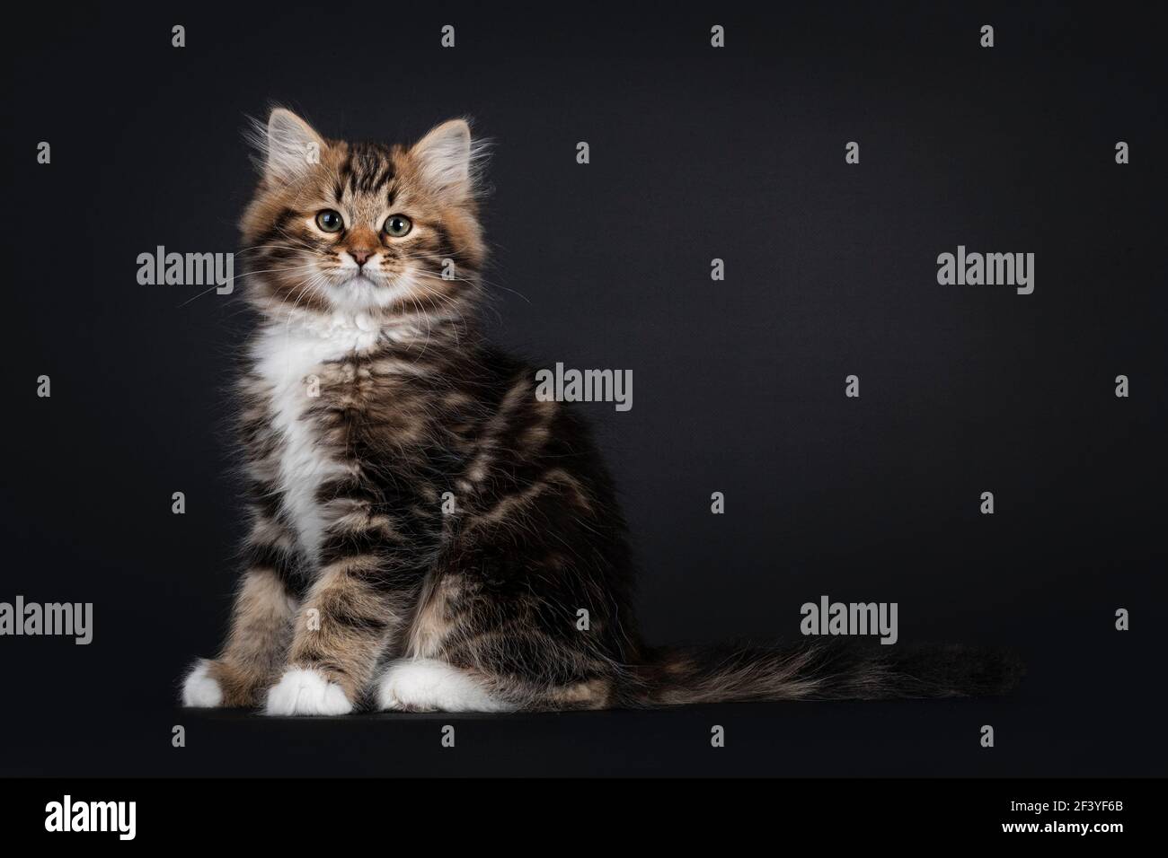 Gorgeous warm tabby Siberian cat kitten, sitting side ways showing ...