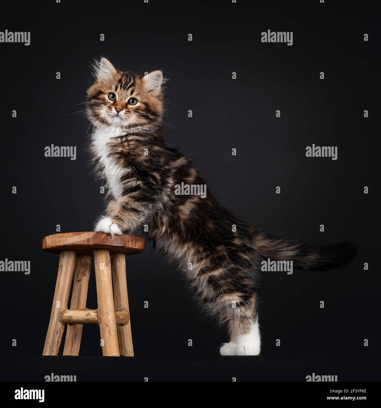 Gorgeous warm tabby Siberian cat kitten, standing side ways on little ...