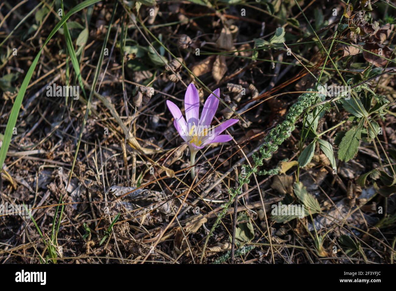 Pale pink flowers of sand saffron (latin name Colchicum arenarium) in ...
