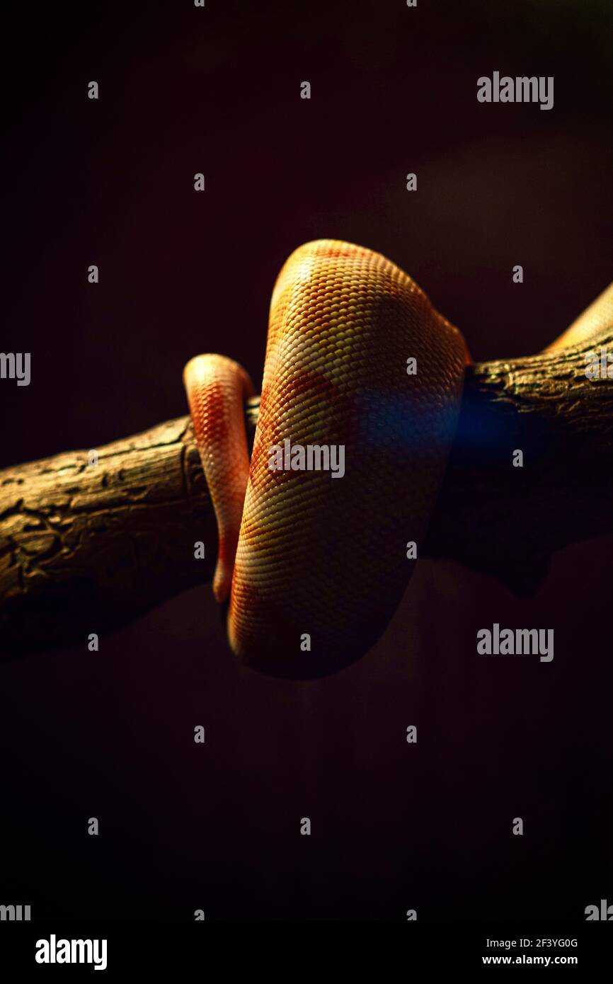 A vertical closeup shot of dark orange snake skin Stock Photo - Alamy