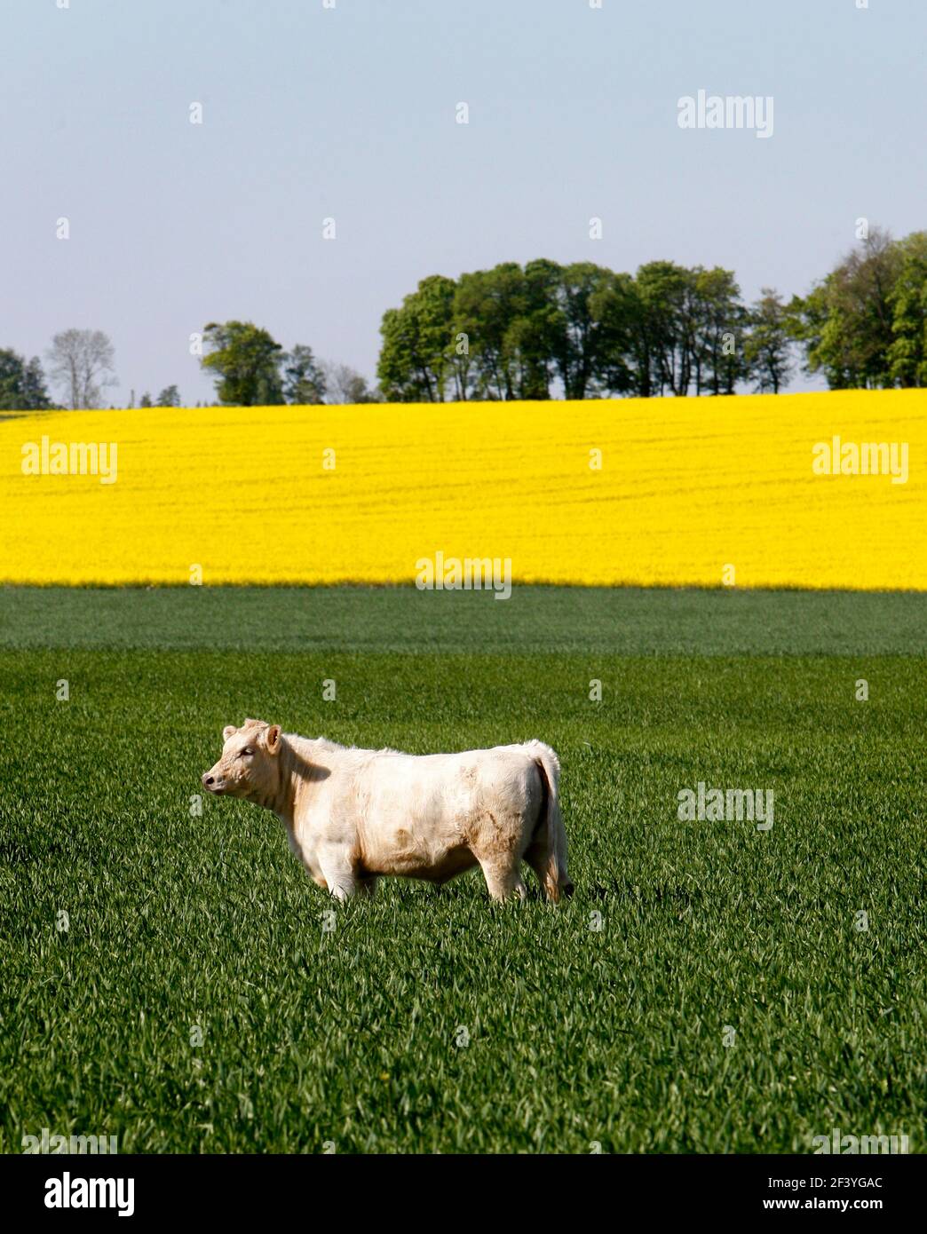 Escaped cattle hi-res stock photography and images - Alamy