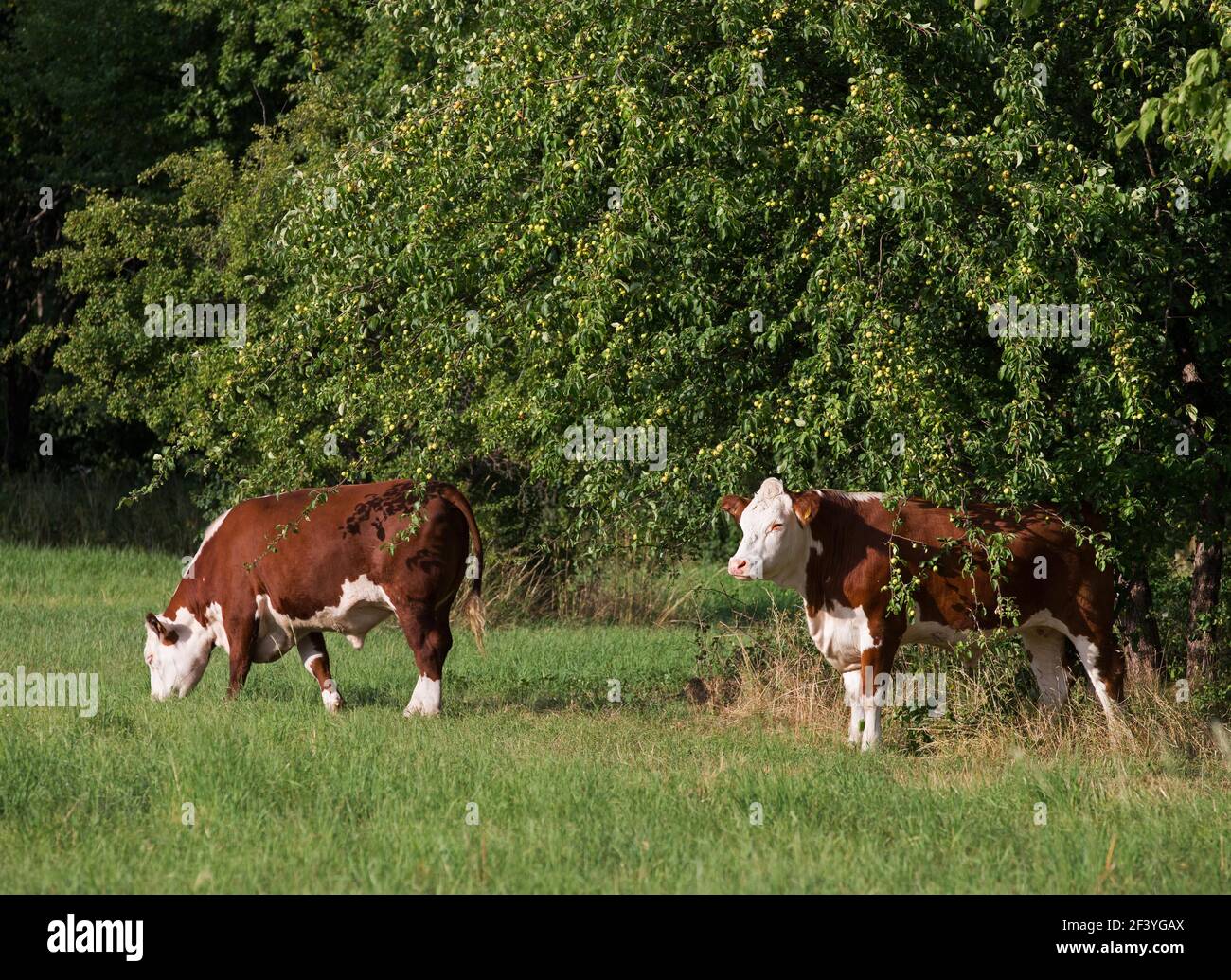 Cattle that have escaped from a pasture Stock Photo - Alamy