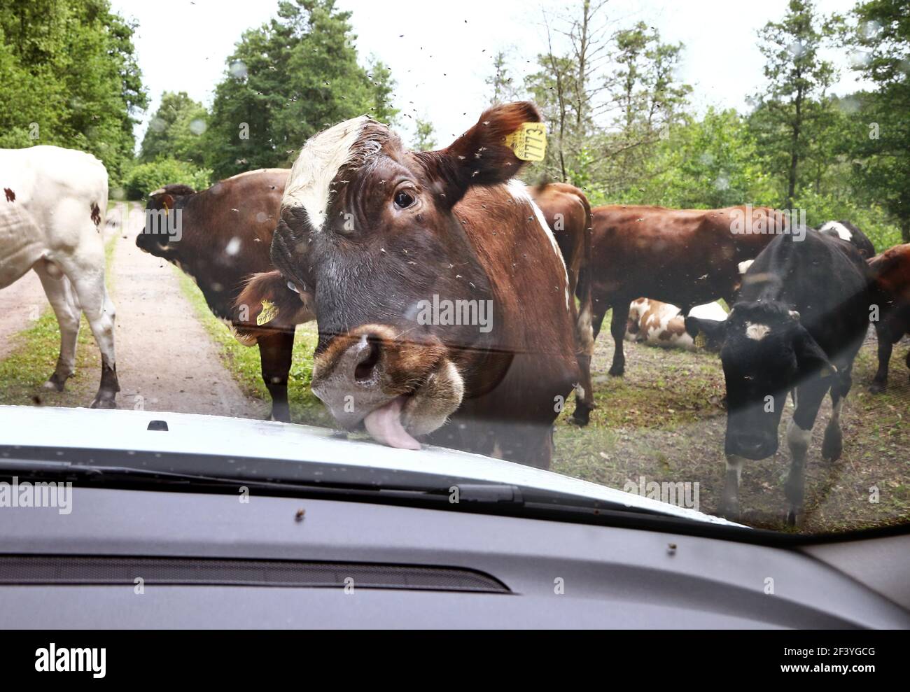 Cattle that have escaped from a pasture Stock Photo - Alamy