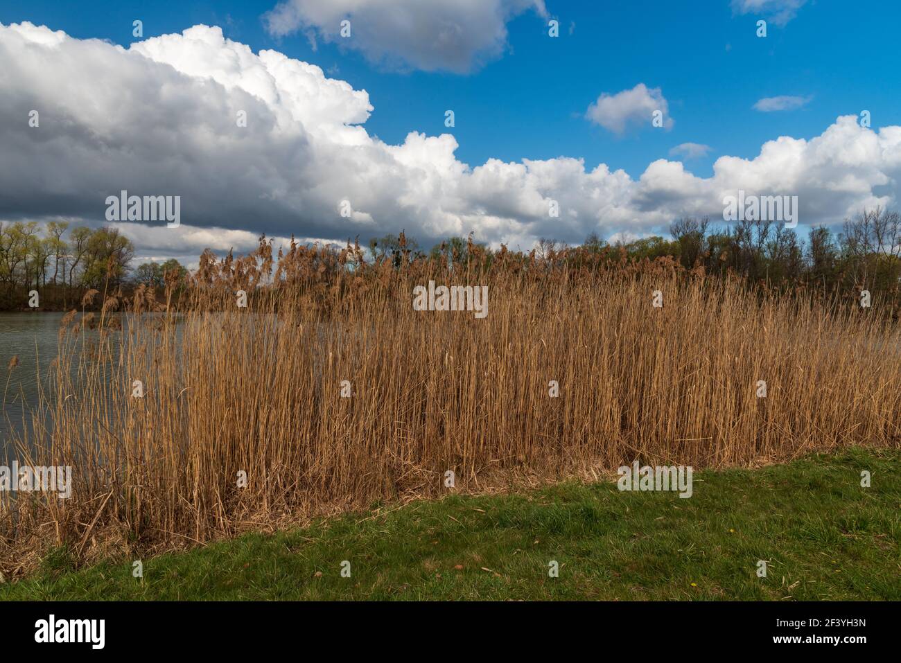 Reeds with pond and trees on the background and blue sky with clouds ...