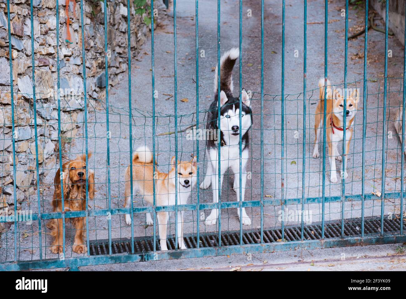 Four husky dogs hi-res stock photography and images - Alamy