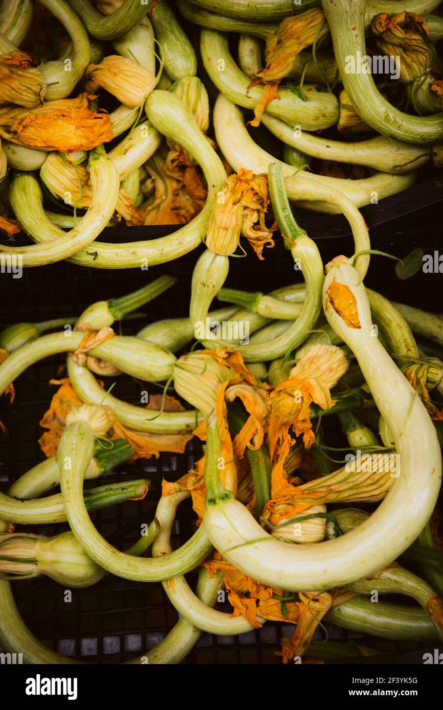 Rampicante hi-res stock photography and images - Alamy