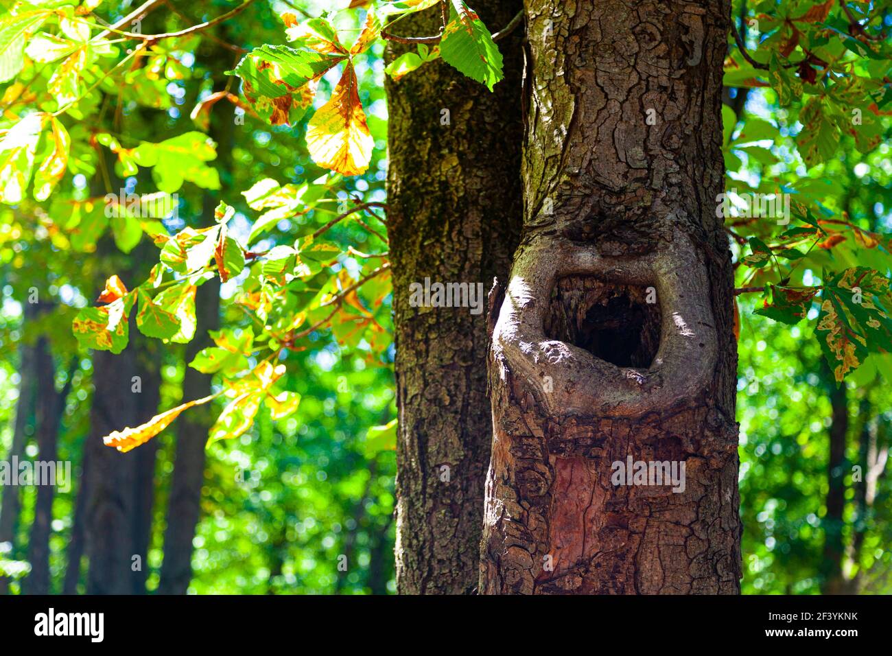 Hollow in a tree hi-res stock photography and images - Alamy