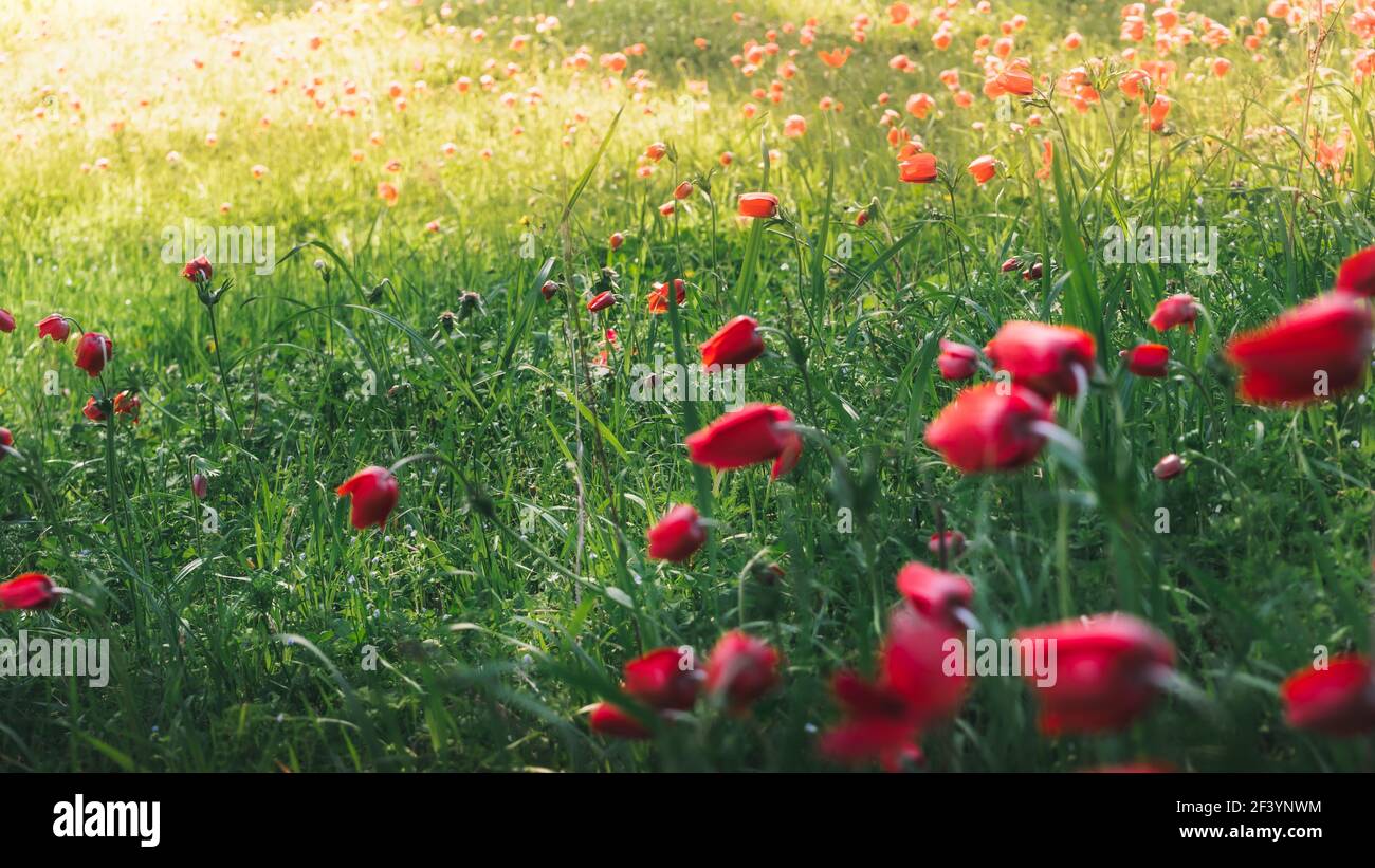Red spring flowers background. blooming of red spring flowers. Wild ...