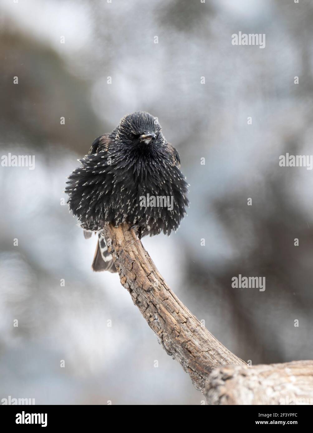 Angry stare hi-res stock photography and images - Alamy