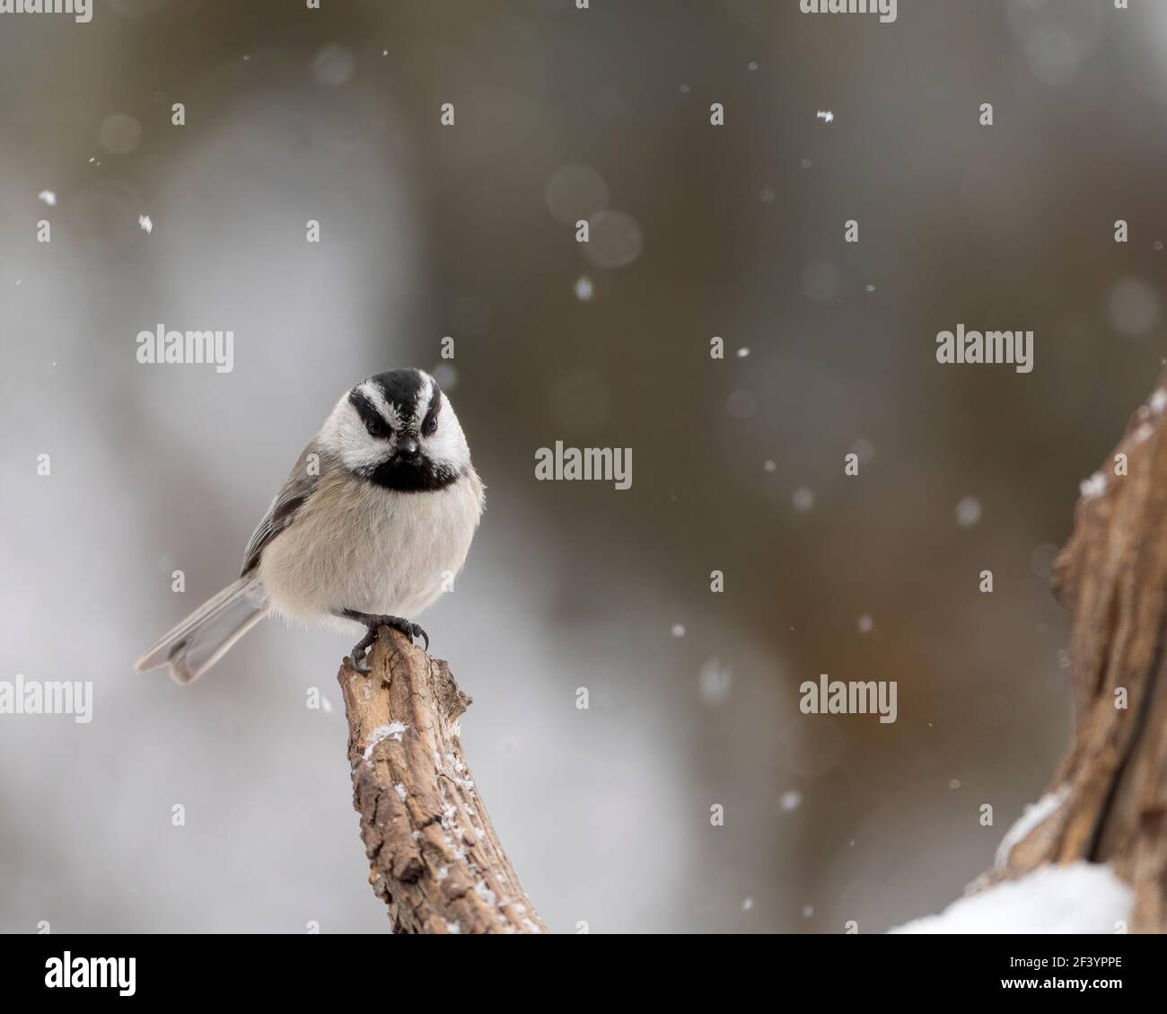 A mountain chickadee in a Wyoming snow shower Stock Photo - Alamy