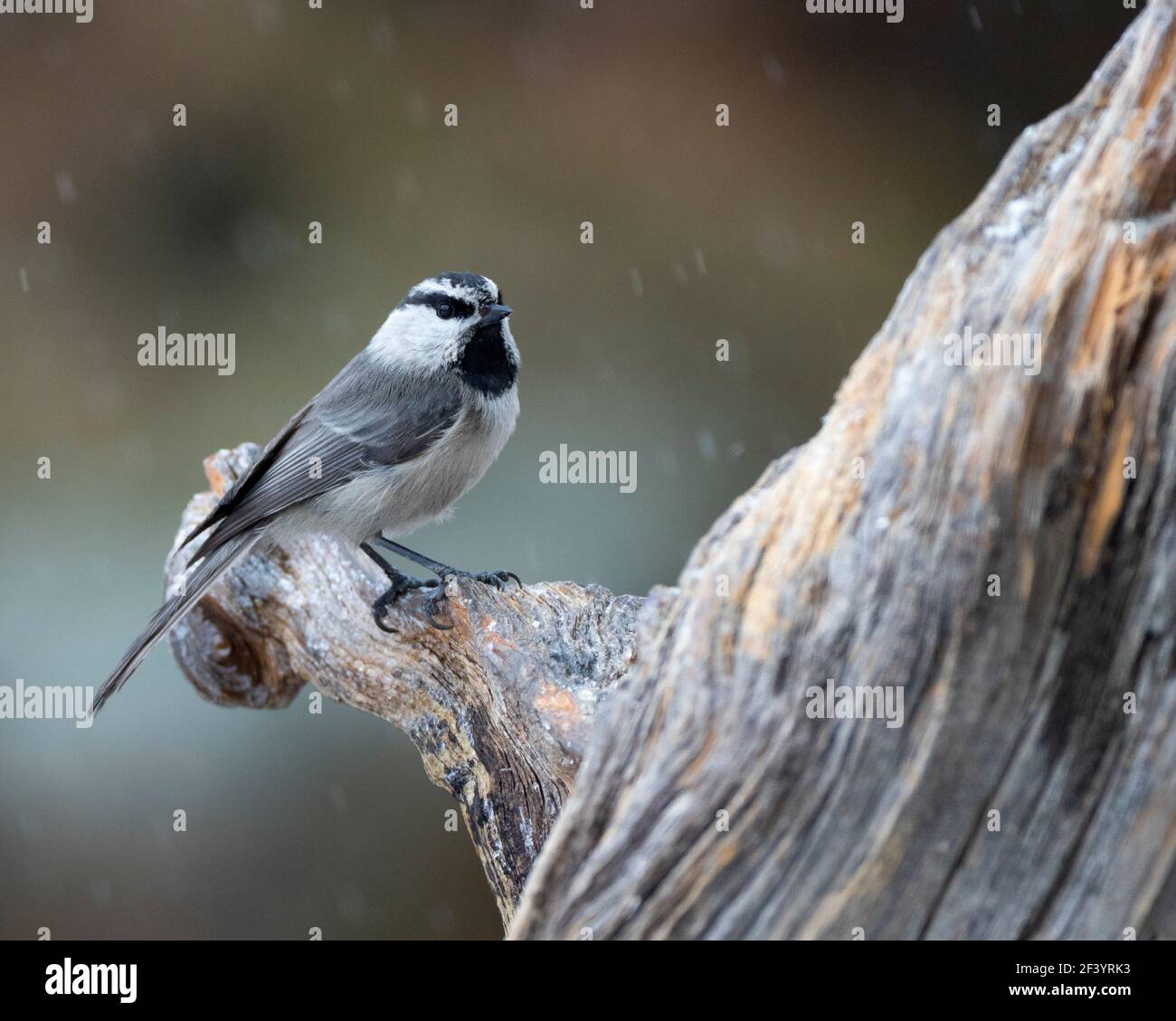 Mountain chickadee in snow hi-res stock photography and images - Alamy