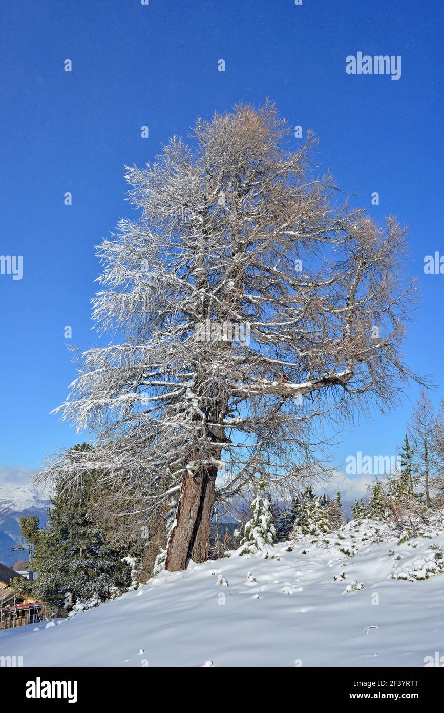 A larch tree covered in snow in the winter Stock Photo - Alamy
