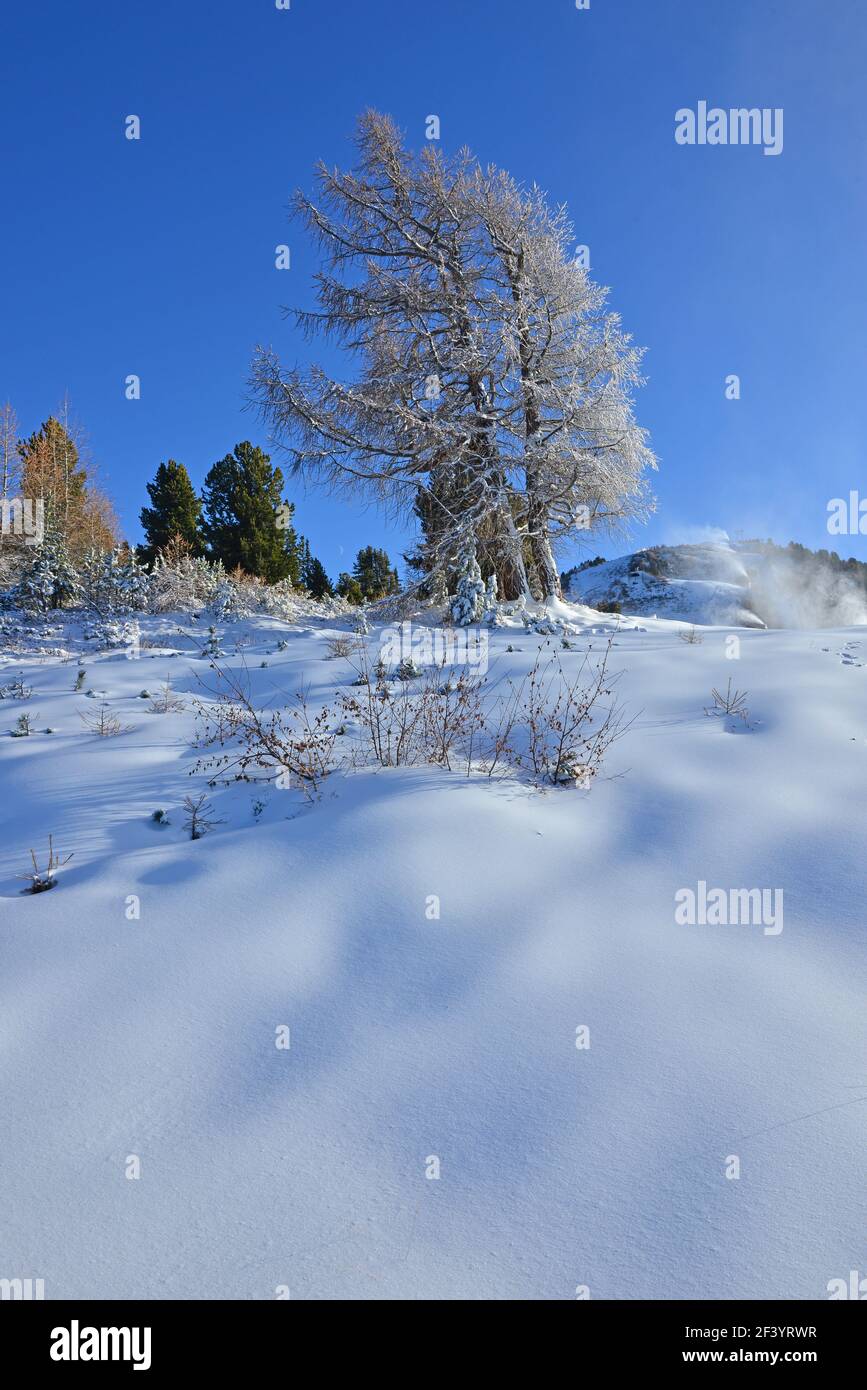 A larch tree covered in snow in the winter Stock Photo - Alamy