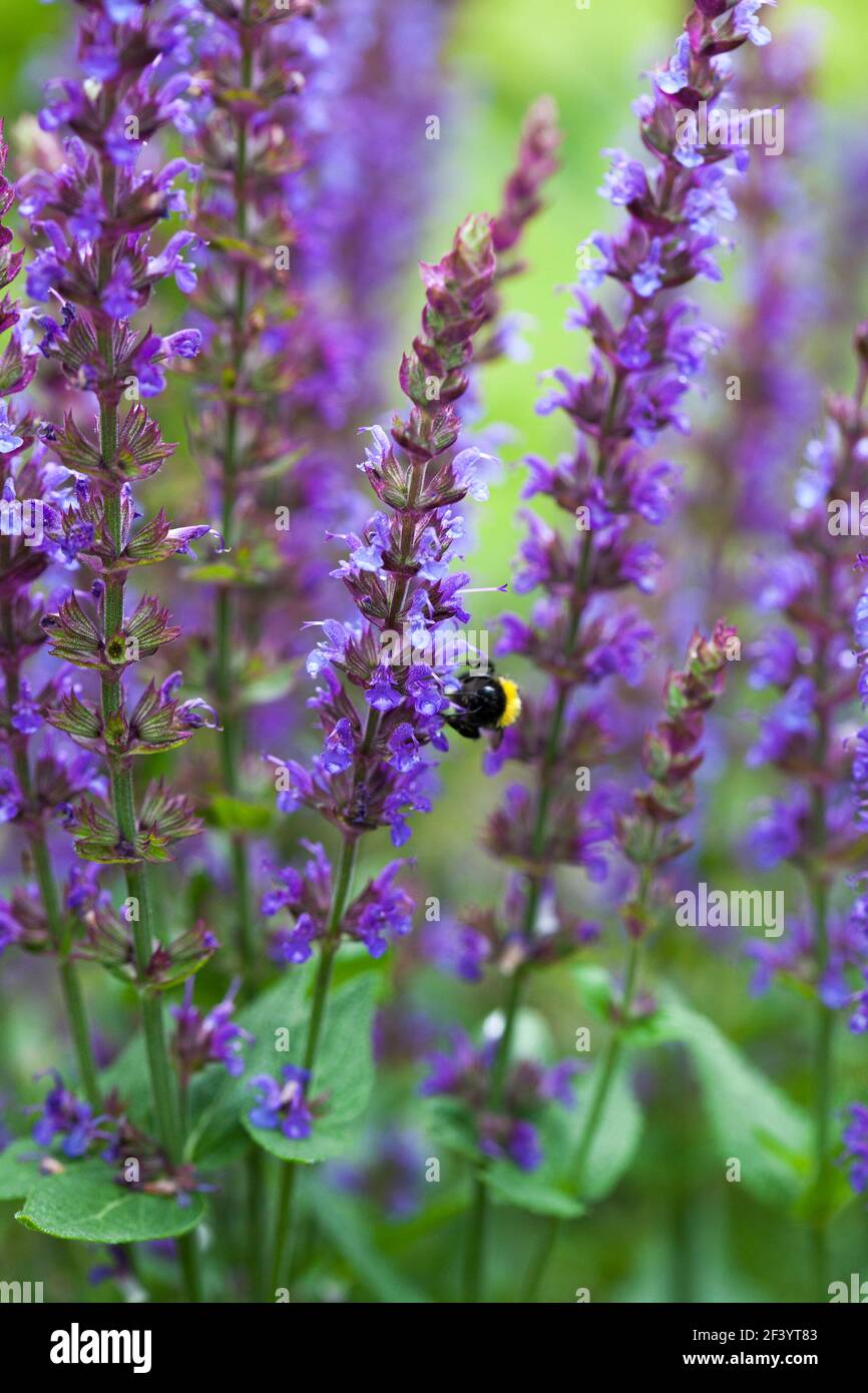 SALVIA NEMOROSA the woodland sage with a bee Stock Photo - Alamy