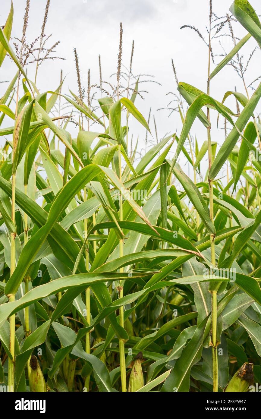 Forage plants hi-res stock photography and images - Alamy