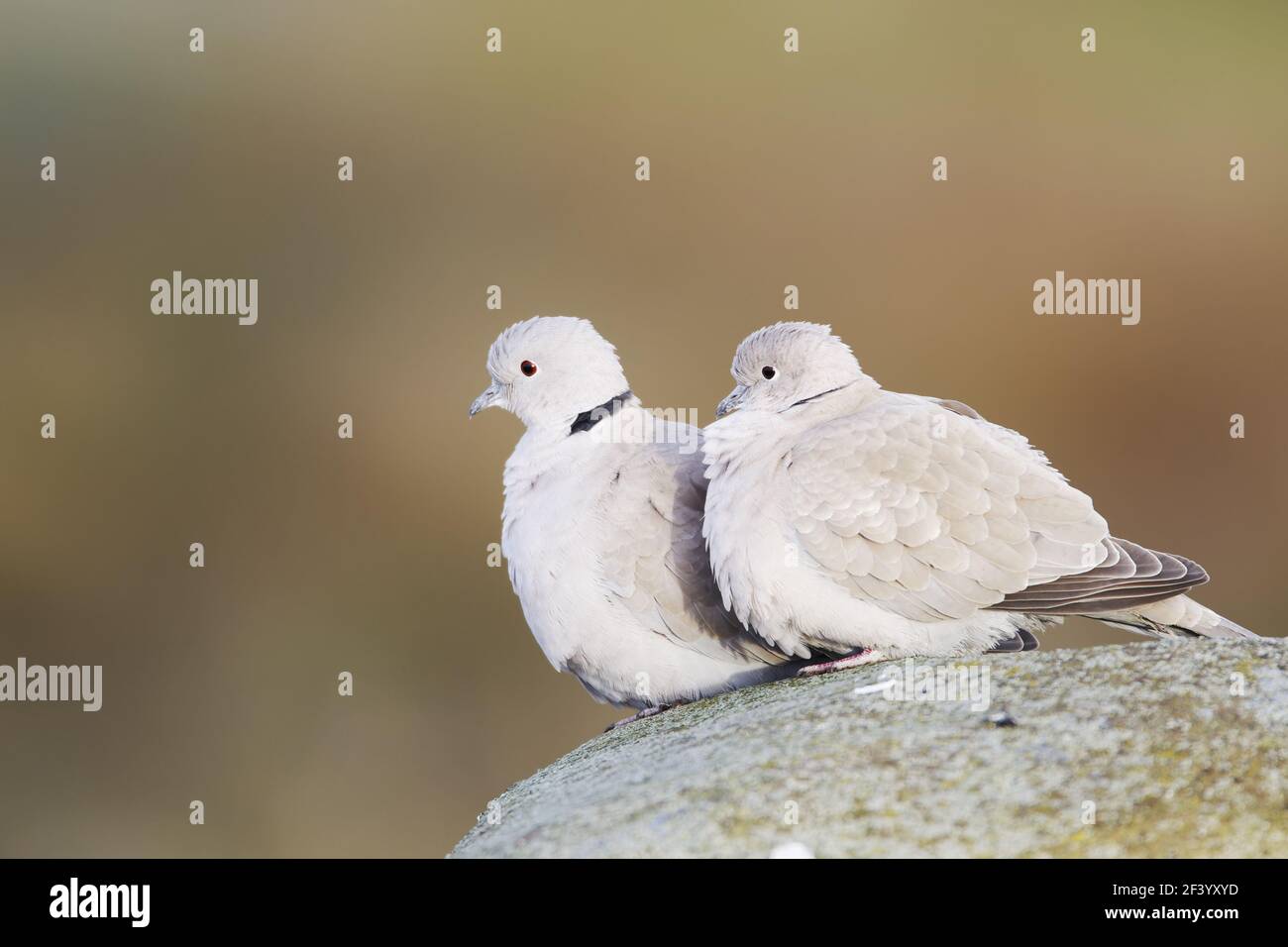 Pair collared doves hi-res stock photography and images - Alamy