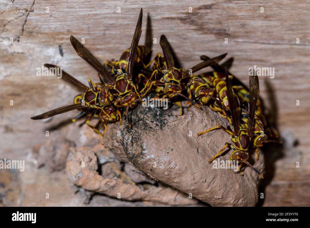 Austin wasp hi-res stock photography and images - Alamy