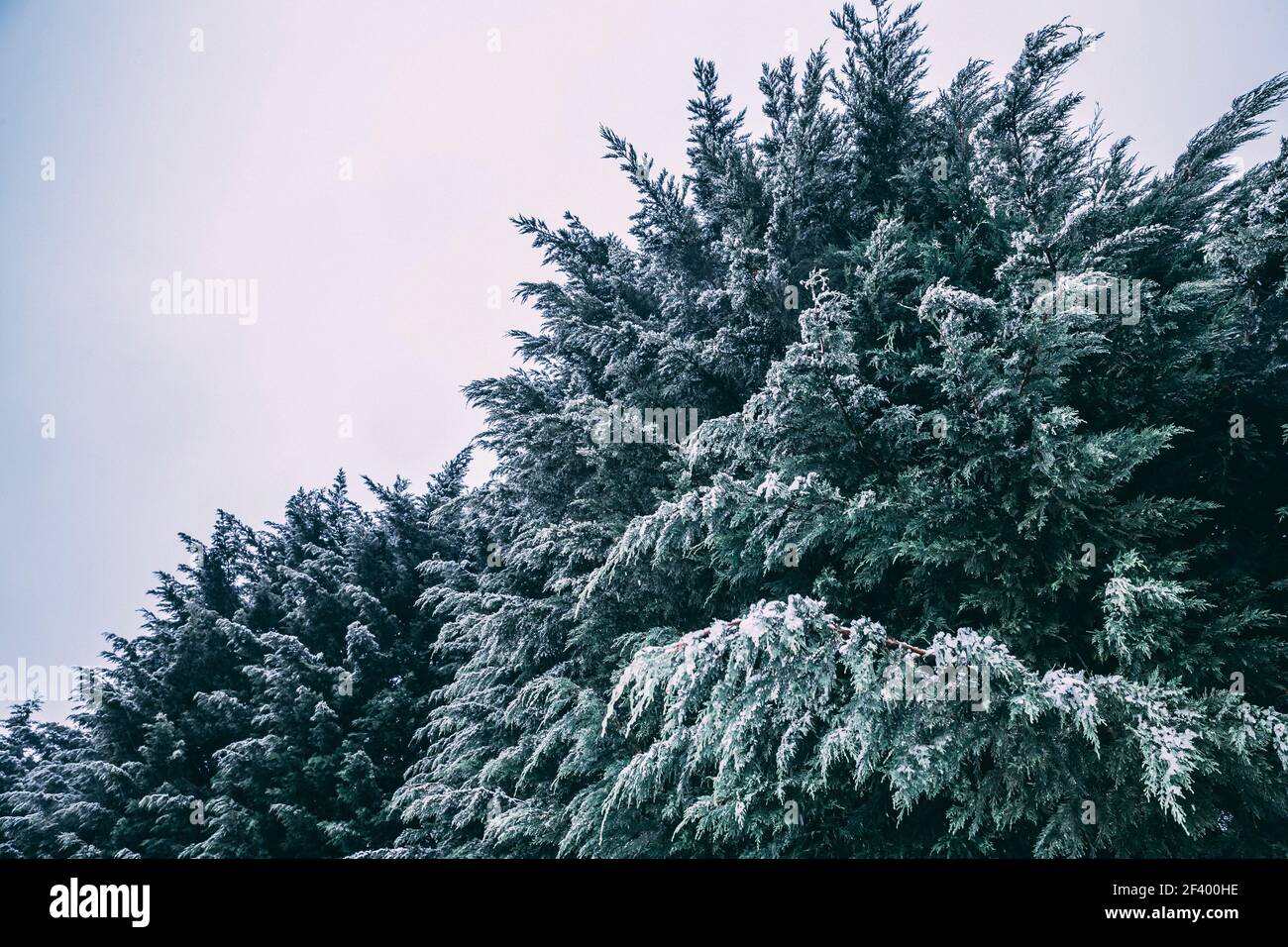 Evergreen Conifer Tree With Snow Stock Photo - Alamy