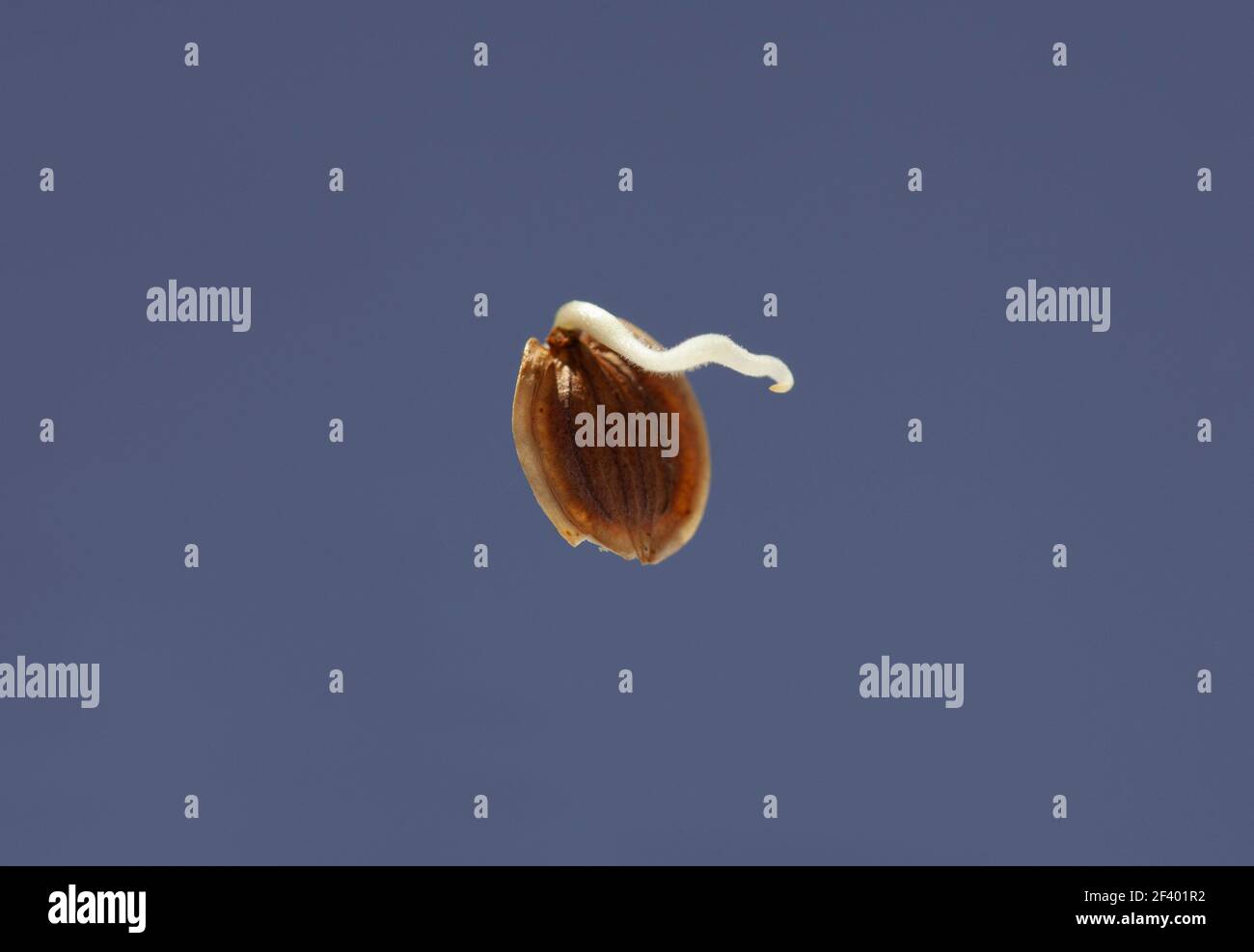 Root Hairs on Pre-Germinated Parsnip F1 Gladiator Seed Stock Photo - Alamy