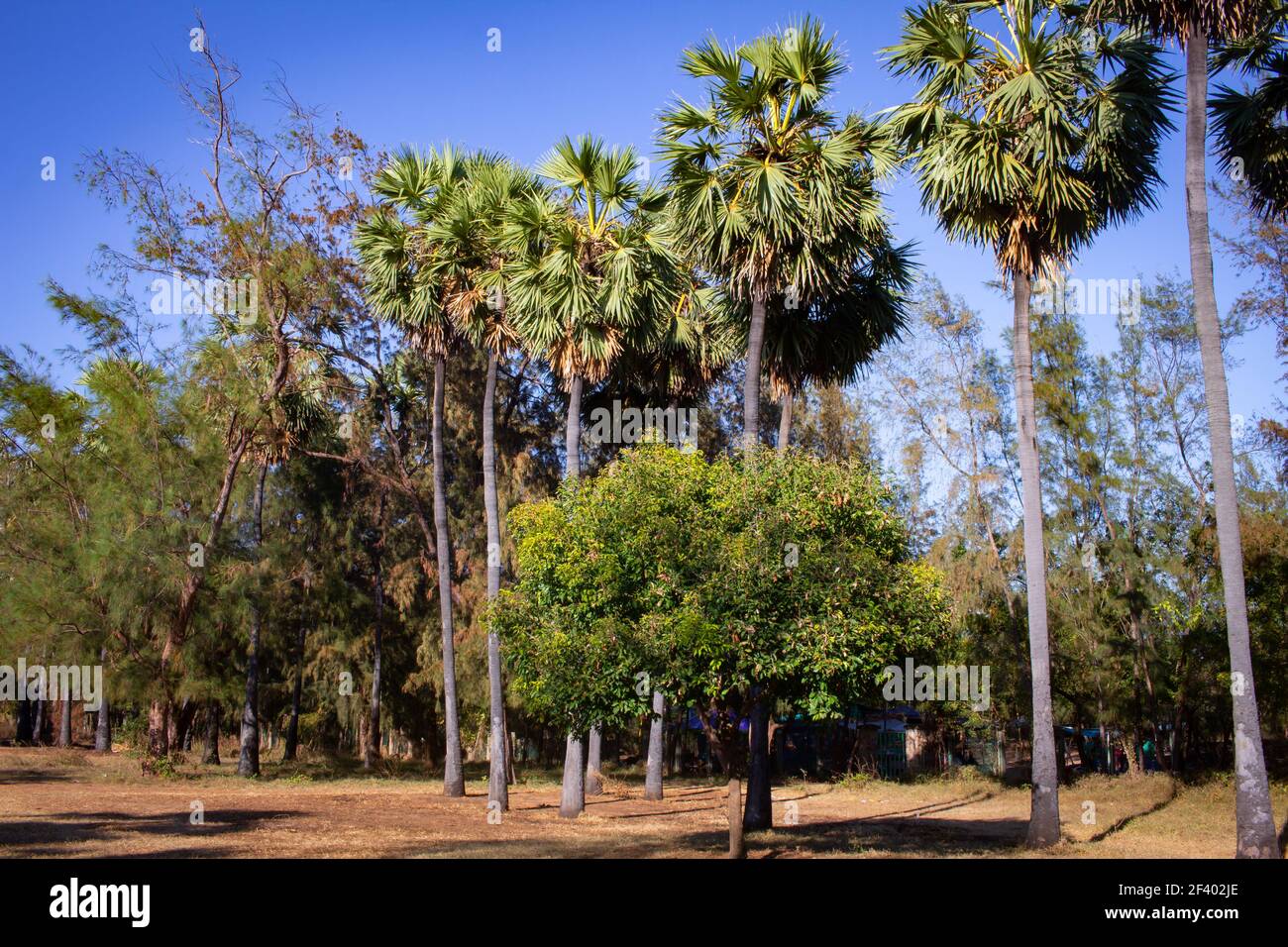Palmyra palm trees with blue sky background in Mahabalipuram, Tamil ...