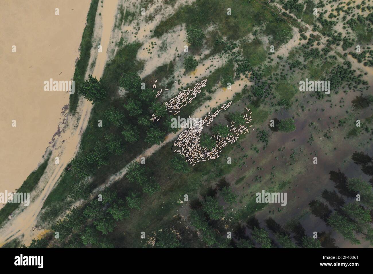 Flock of sheep on flooded pasture, aerial view top down from drone pov ...
