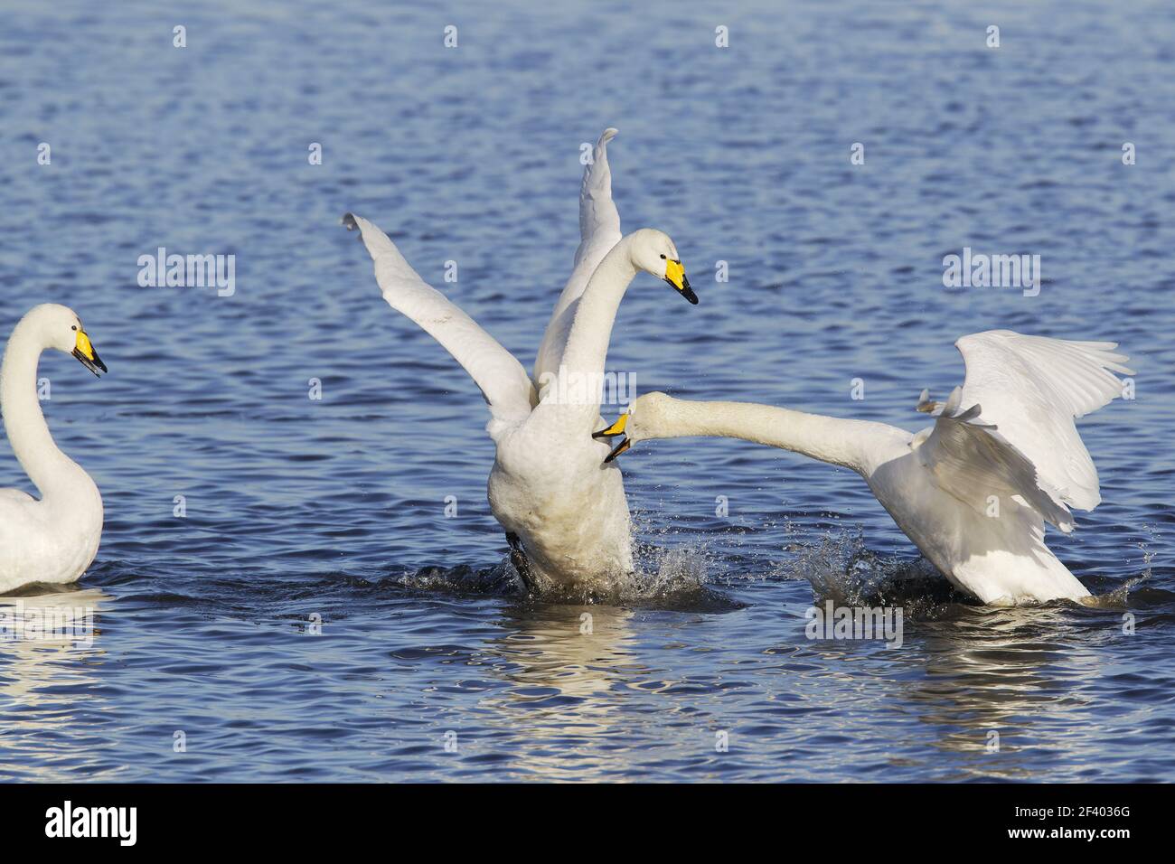 Swan fighting hi-res stock photography and images - Alamy