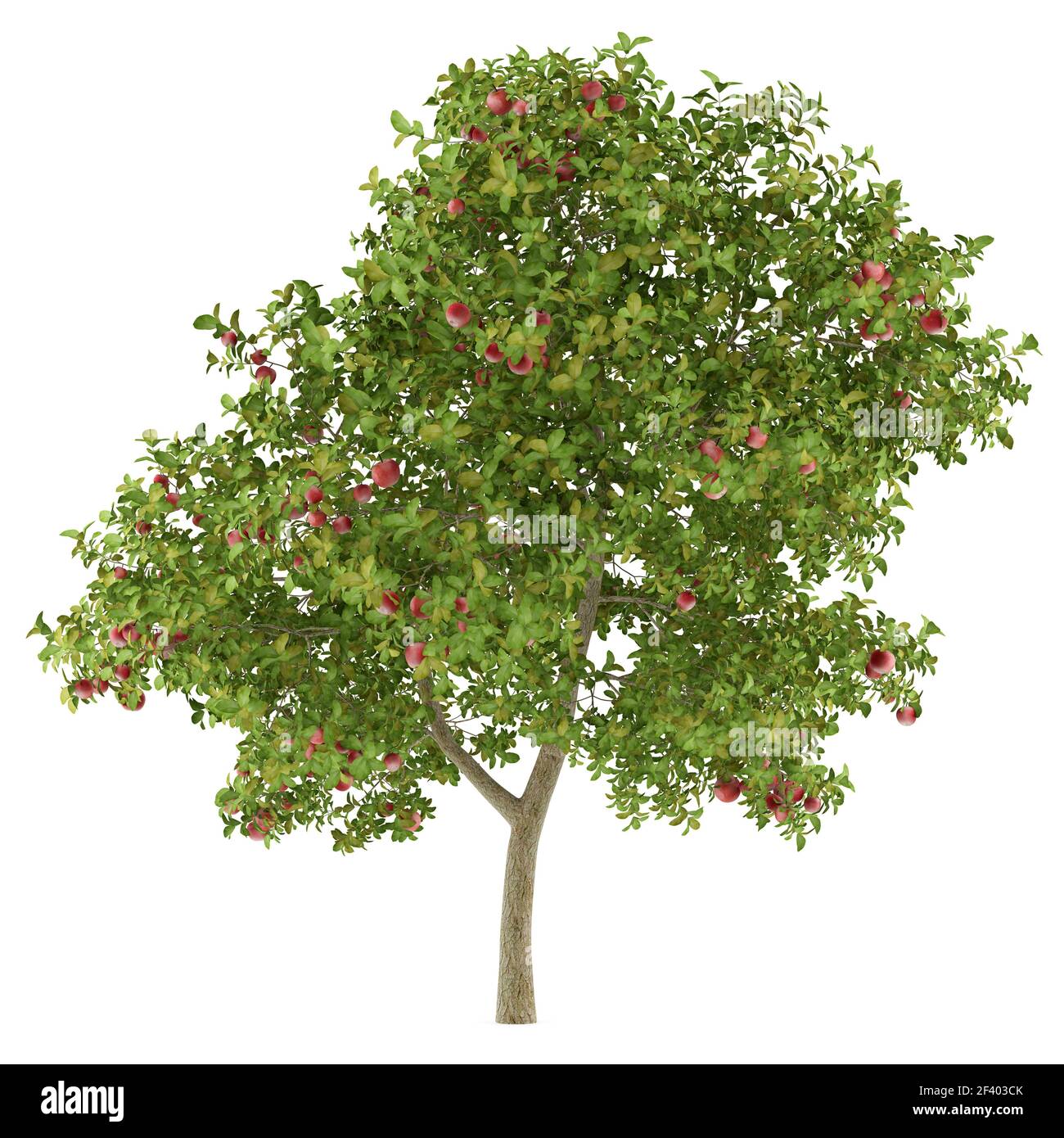 apple tree with red apples isolated on white background. 3d ...
