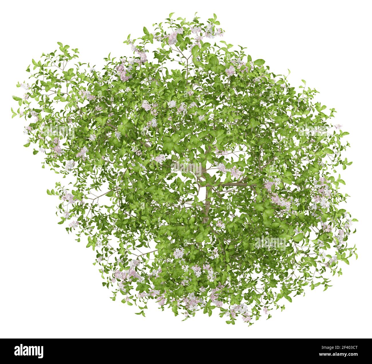 top view of flowering apple tree isolated on white background. 3d ...